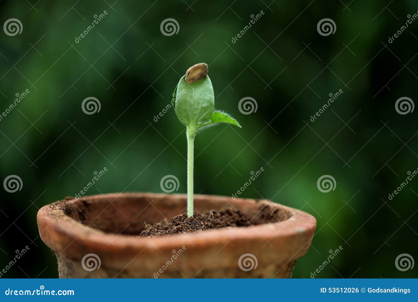 Green Sprout Growing from Seed Stock Photo - Image of life, beginning ...