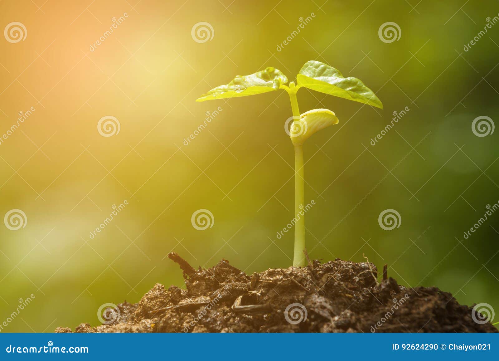Green Sprout Growing from Seed Stock Photo - Image of season, ecology ...