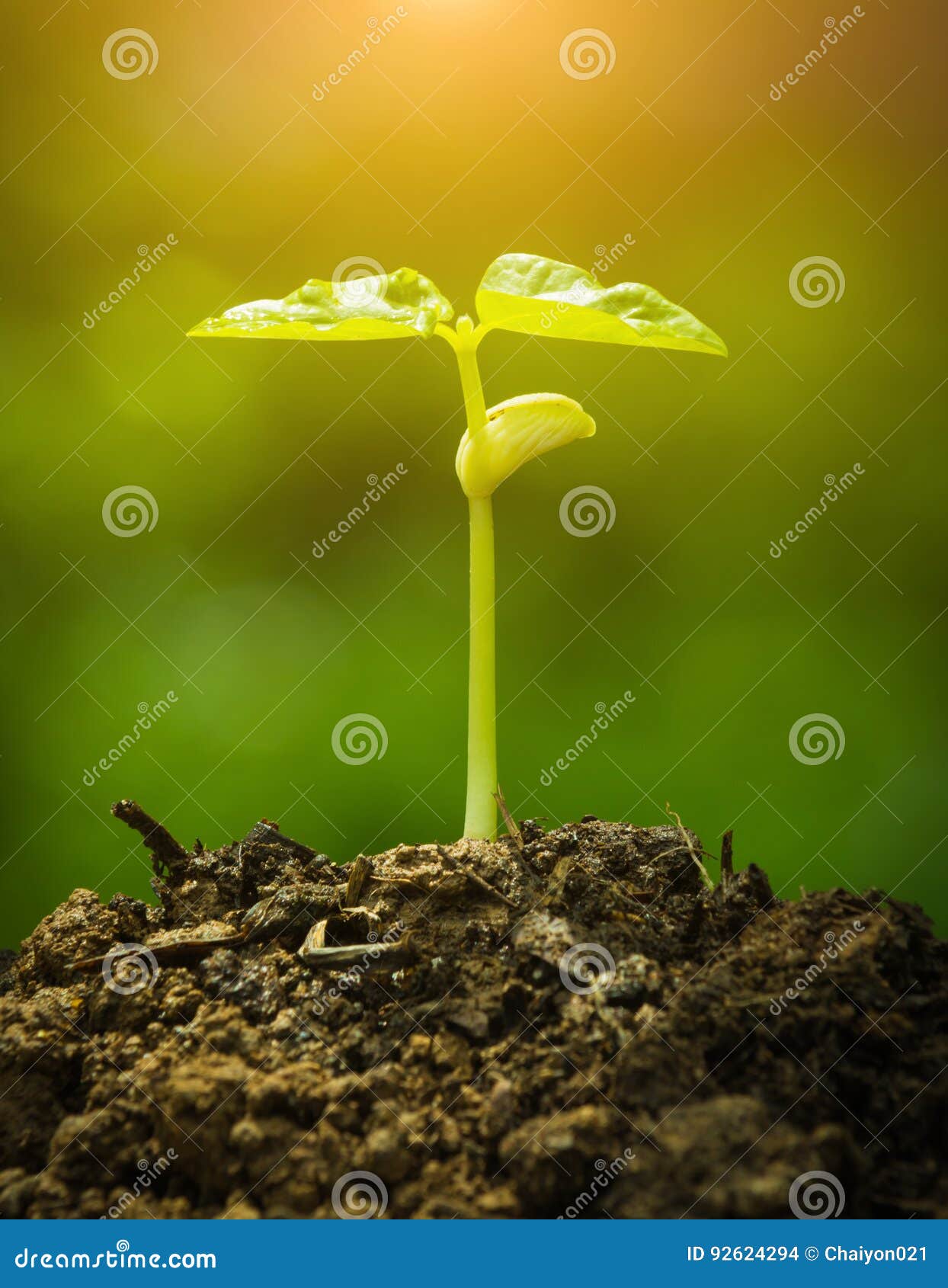 Green Sprout Growing from Seed Stock Photo - Image of beginning ...