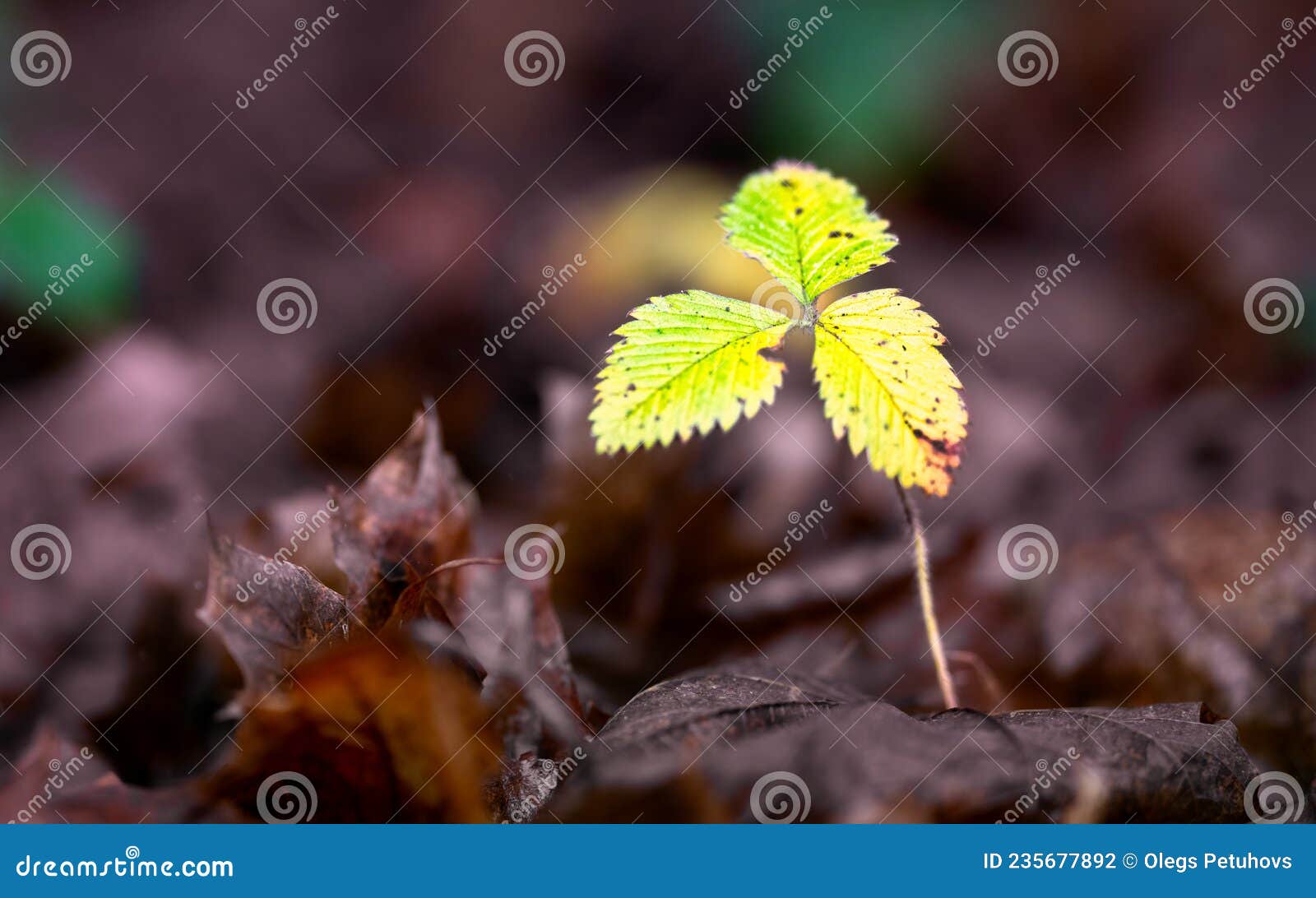 Green Sprout Growing from Seed in Forest Stock Photo - Image of plant ...