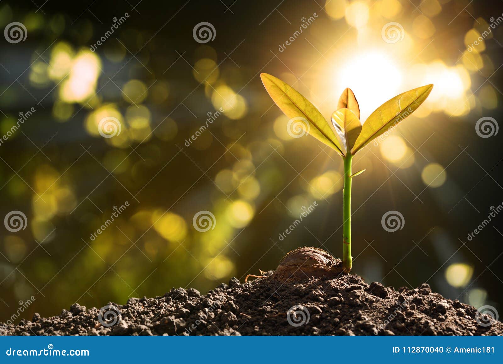 Green Sprout Growing from Seed Stock Photo - Image of ecology, leaf ...