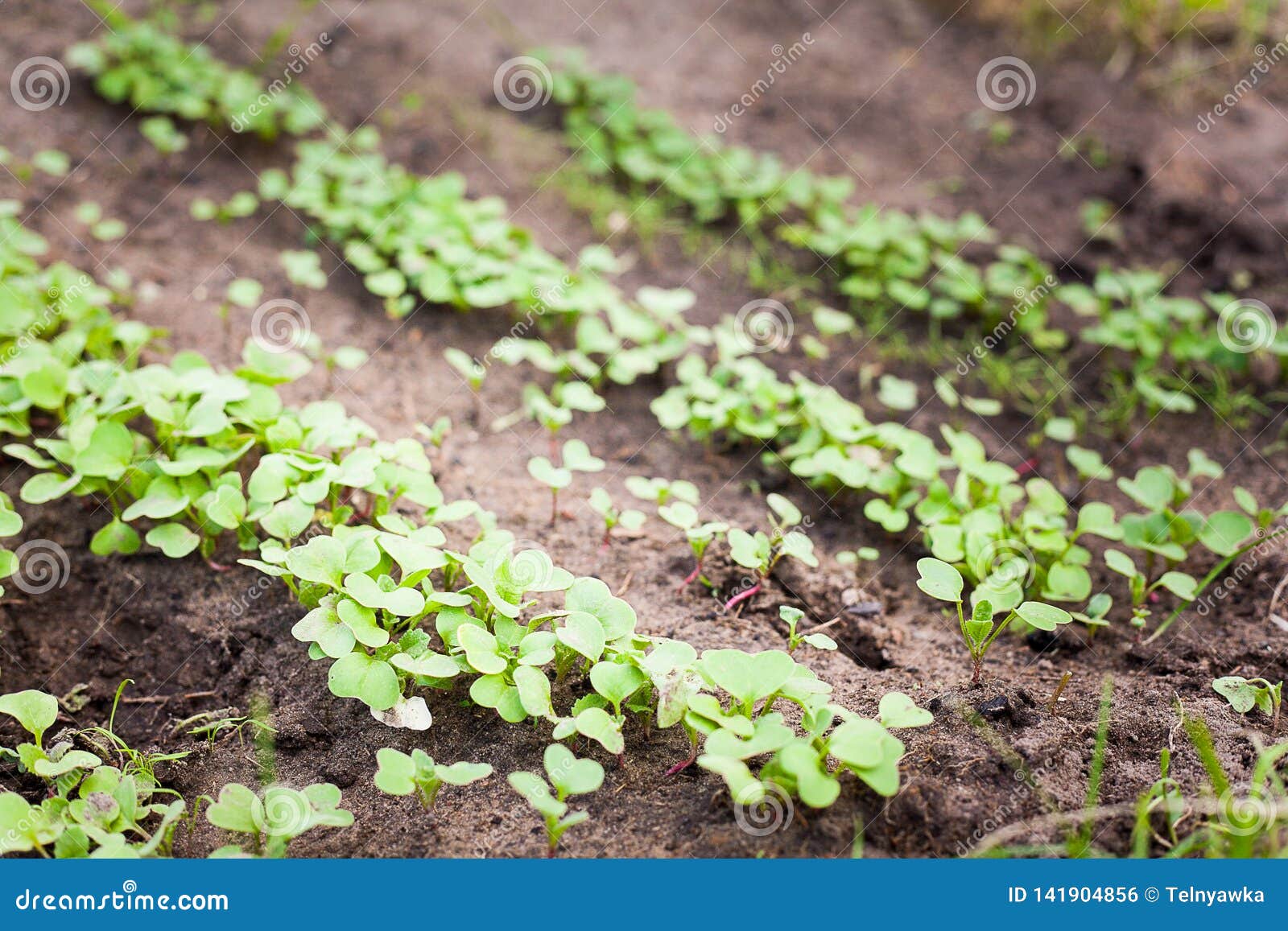 Green Sprout Growing from Seed Stock Photo - Image of group, organic ...