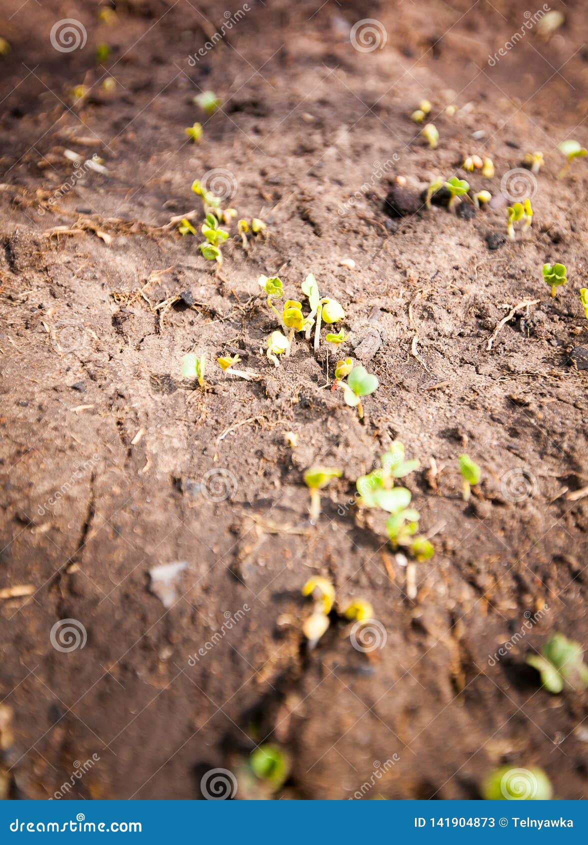 Green Sprout Growing from Seed Stock Image - Image of fresh, organic ...