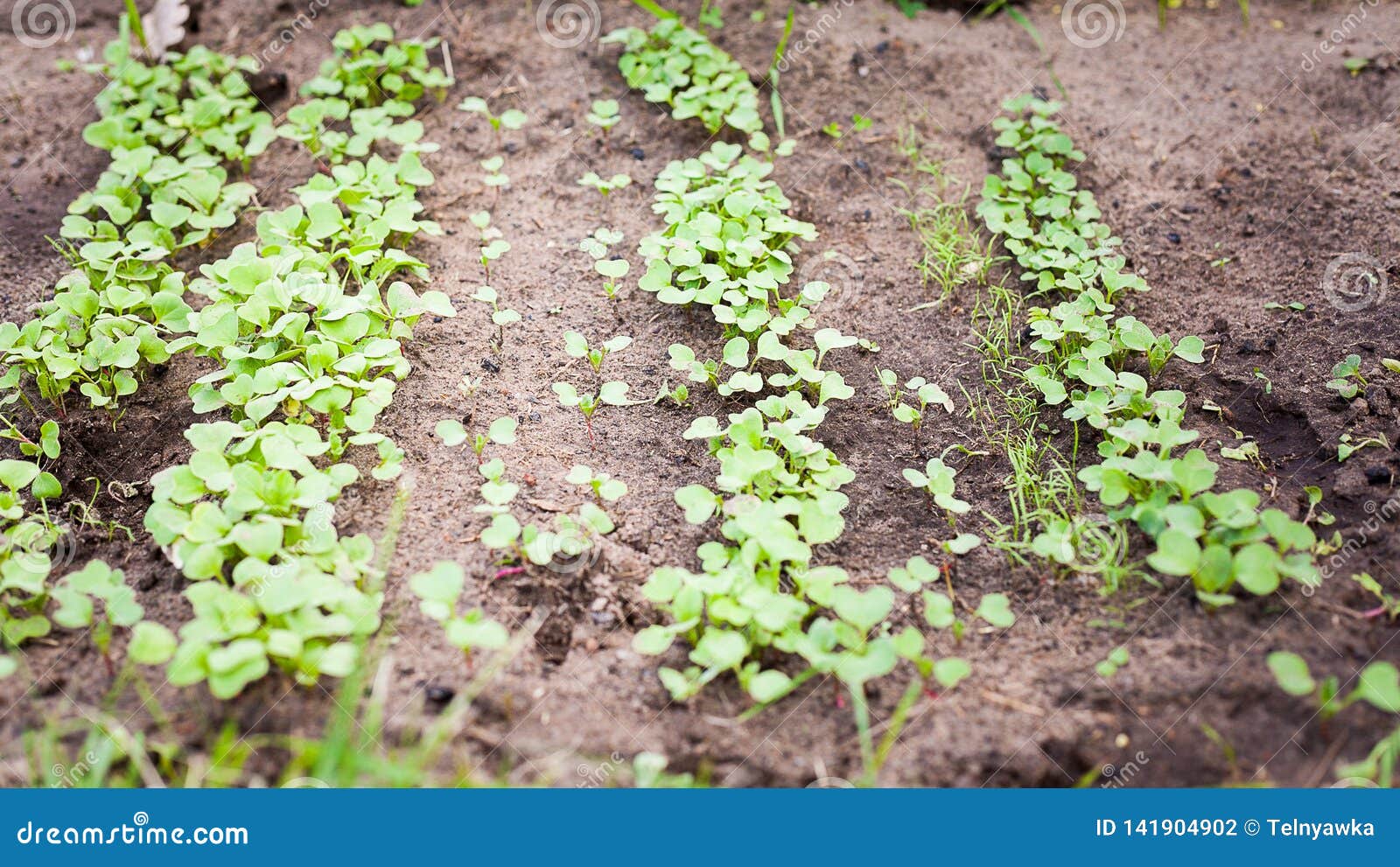 Green Sprout Growing from Seed Stock Photo - Image of development ...