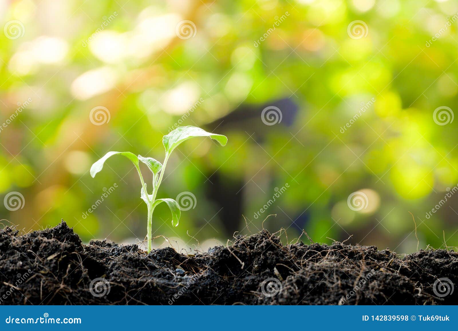 Green Sprout Growing from Seed in Organic Soil Stock Photo - Image of ...