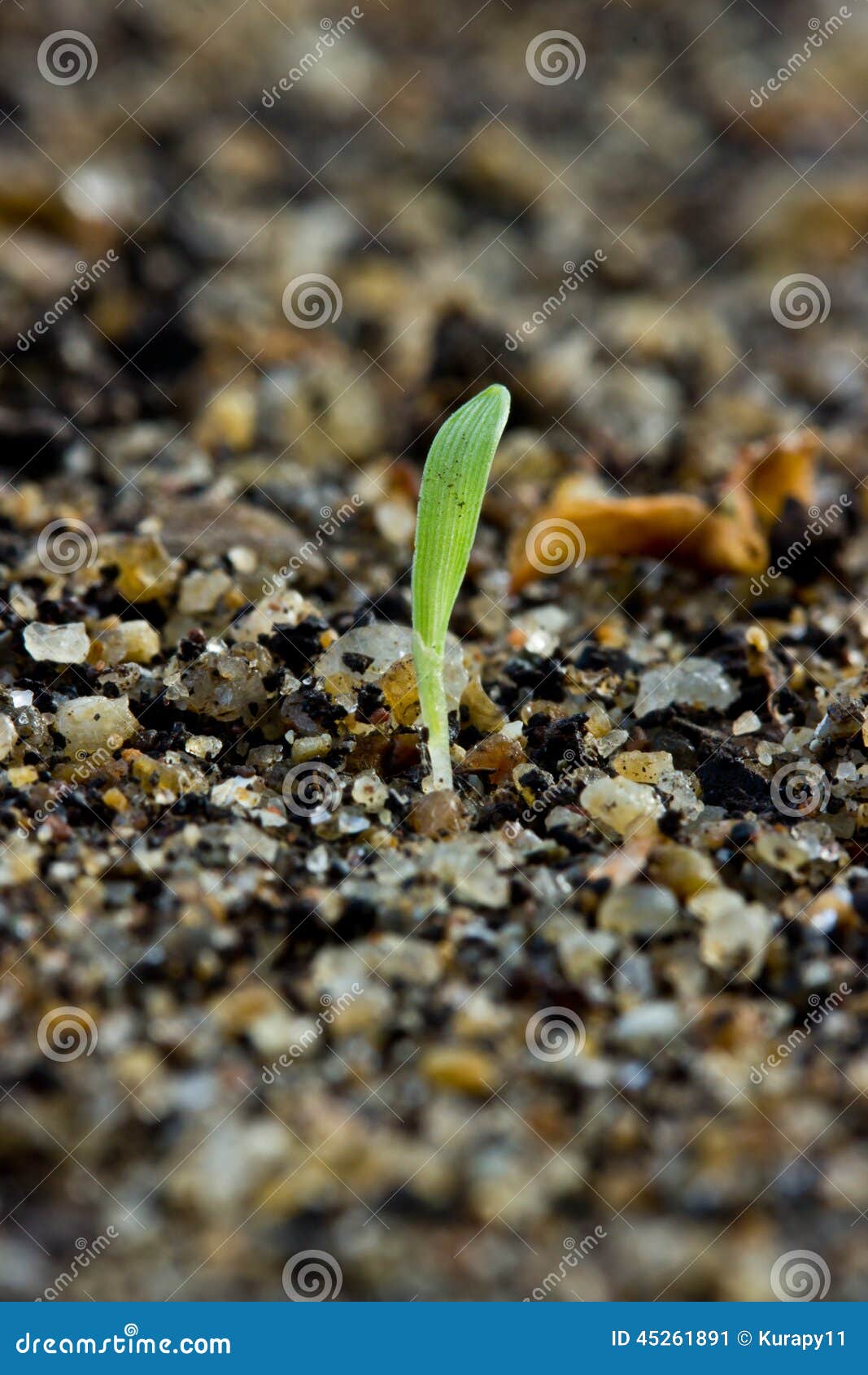 Green Sprout Growing from Seed Stock Image - Image of spring, life ...