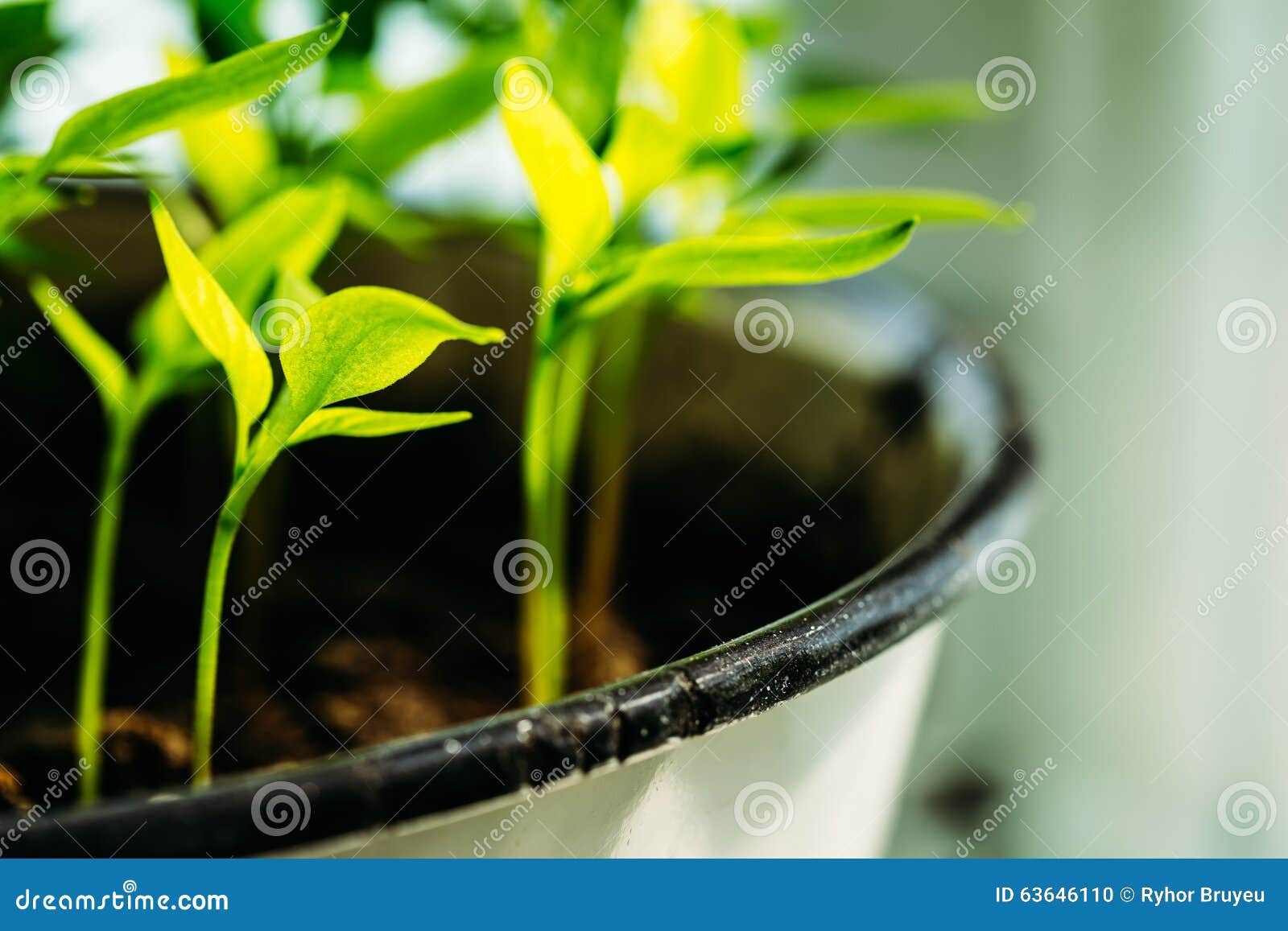 Green Sprout Growing from Seed Stock Photo - Image of gardening ...
