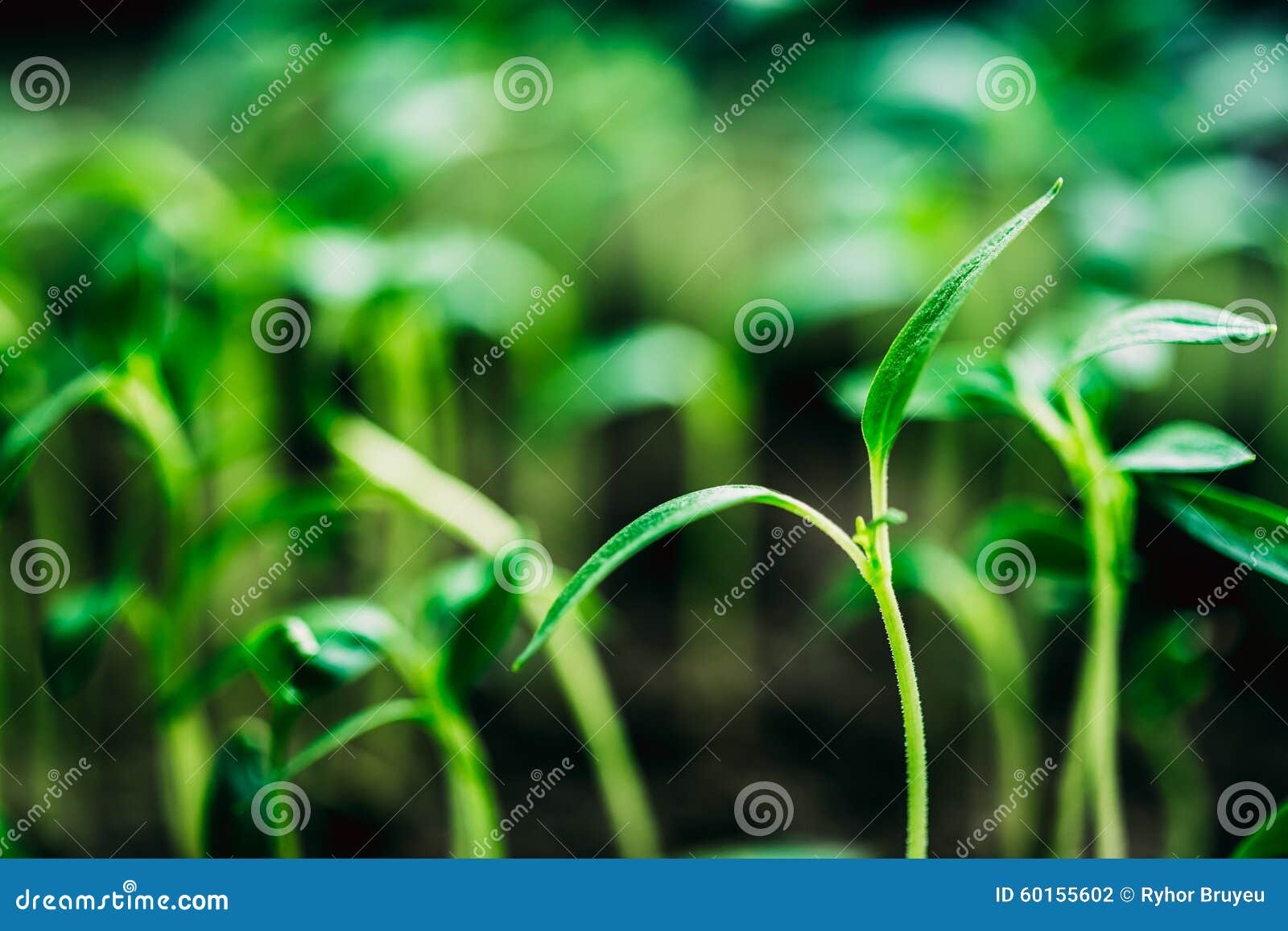 Green Sprout Growing from Seed Stock Photo - Image of stem, cultivated ...
