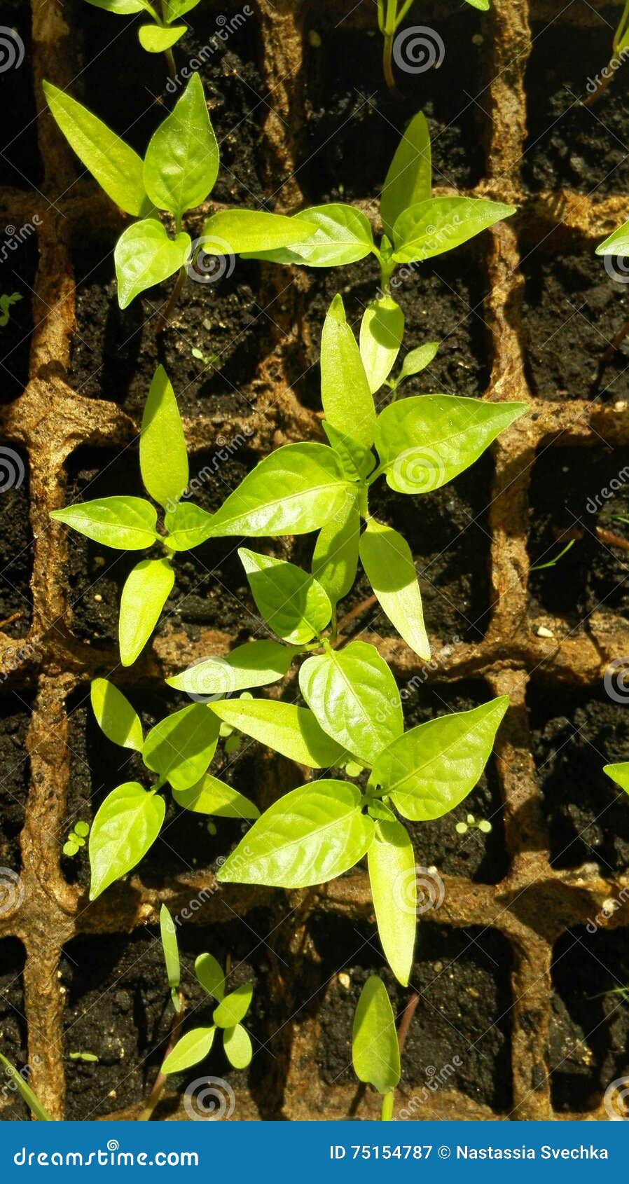 Green Sprout Growing from Seed in Square Boxes Stock Image - Image of ...