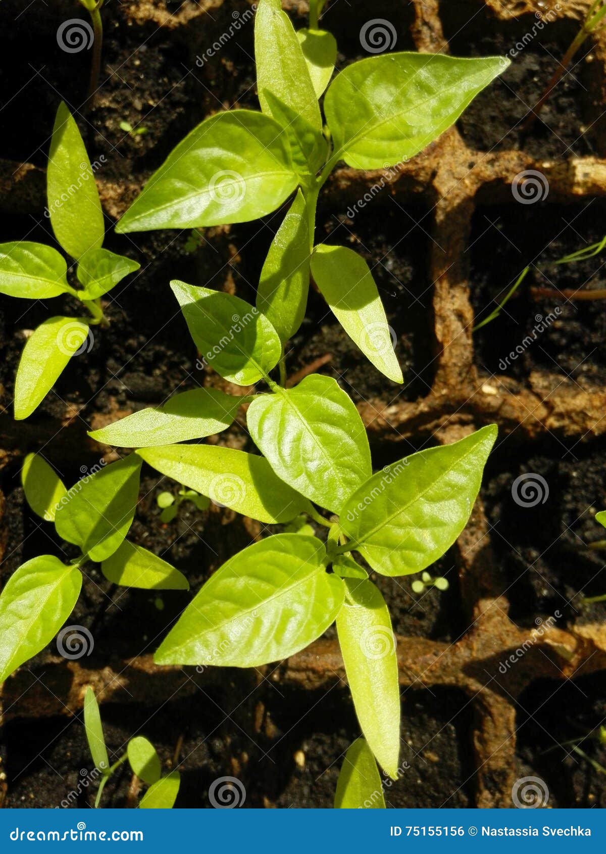 Green Sprout Growing from Seed in Square Boxes Stock Photo - Image of ...