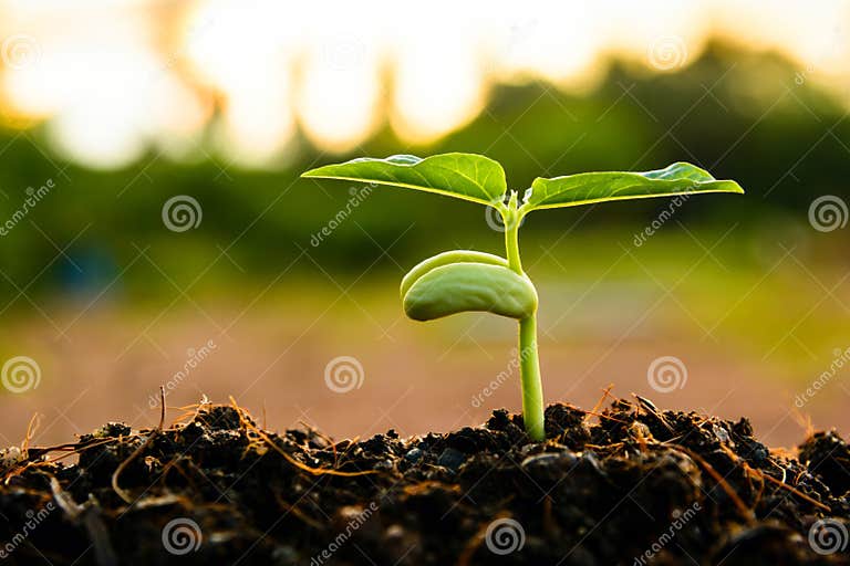 Green Sprout Growing from Seed Stock Image - Image of small, botany ...
