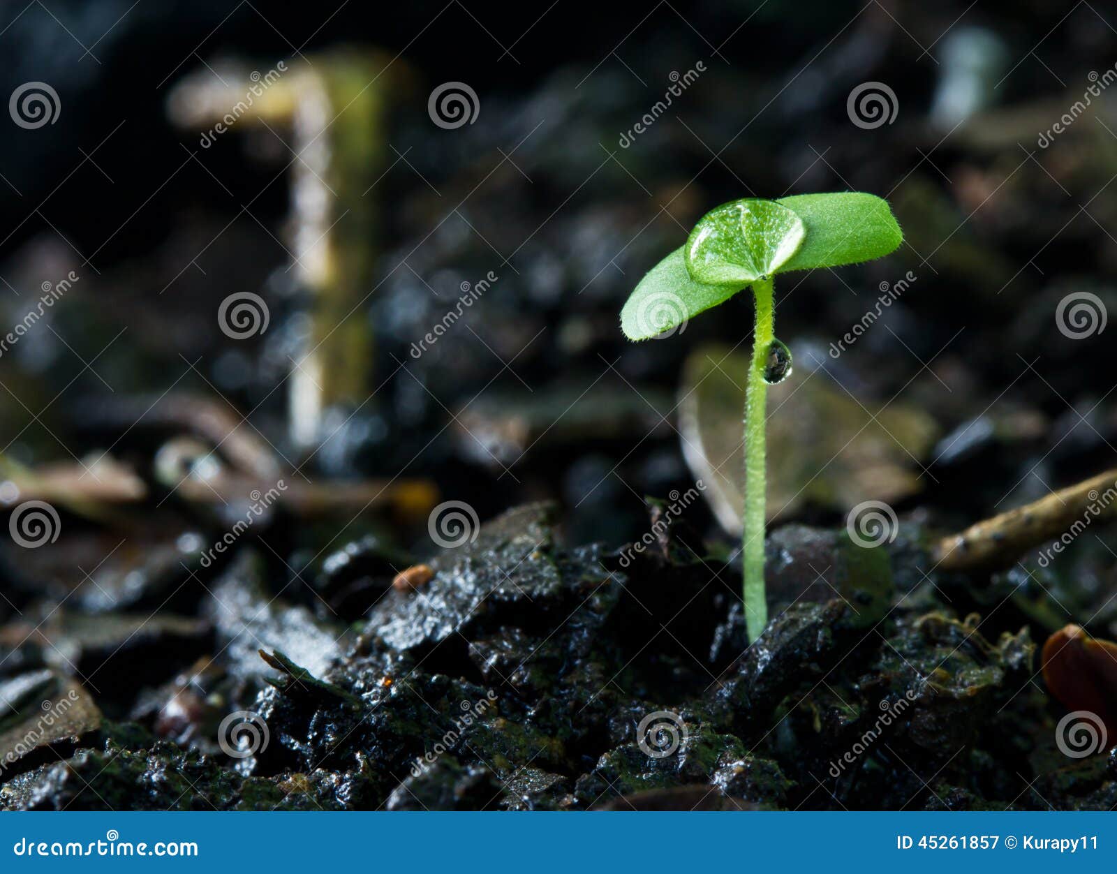 Green Sprout Growing from Seed and Water Drop Stock Image - Image of ...