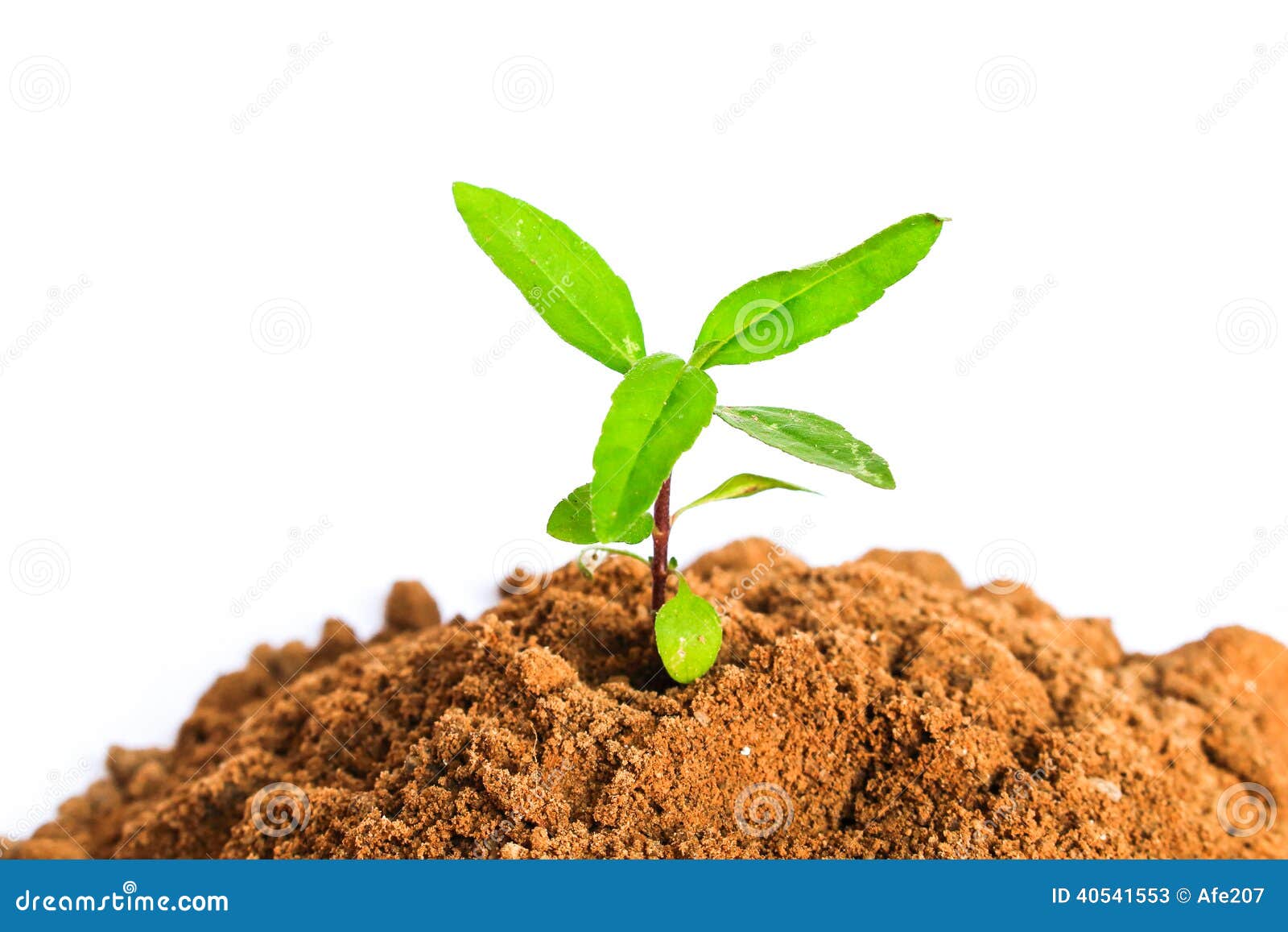 Seed Growing Background