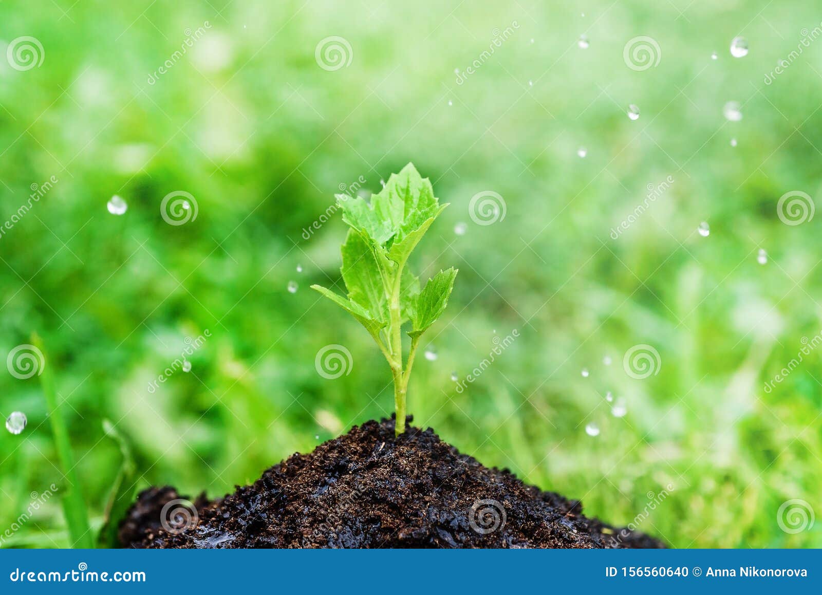 Green Sprout Growing from Seeds and Irrigating Water Drops Stock Photo ...