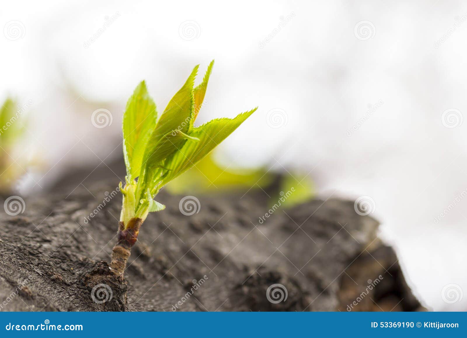 Green Sprout Growing from Tree Stock Photo - Image of growing, spring ...
