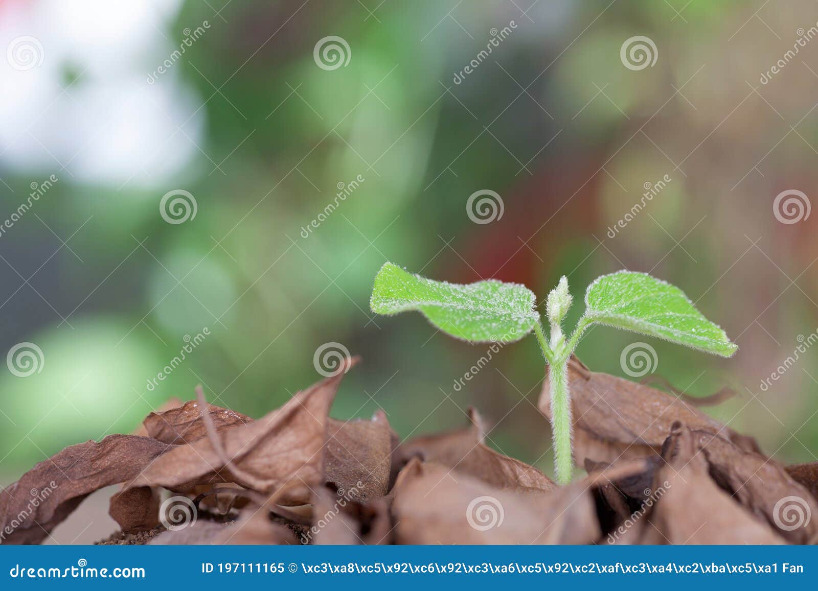 A Green Sprout Grows Out of a Pile of Withered Leaves Stock Image ...