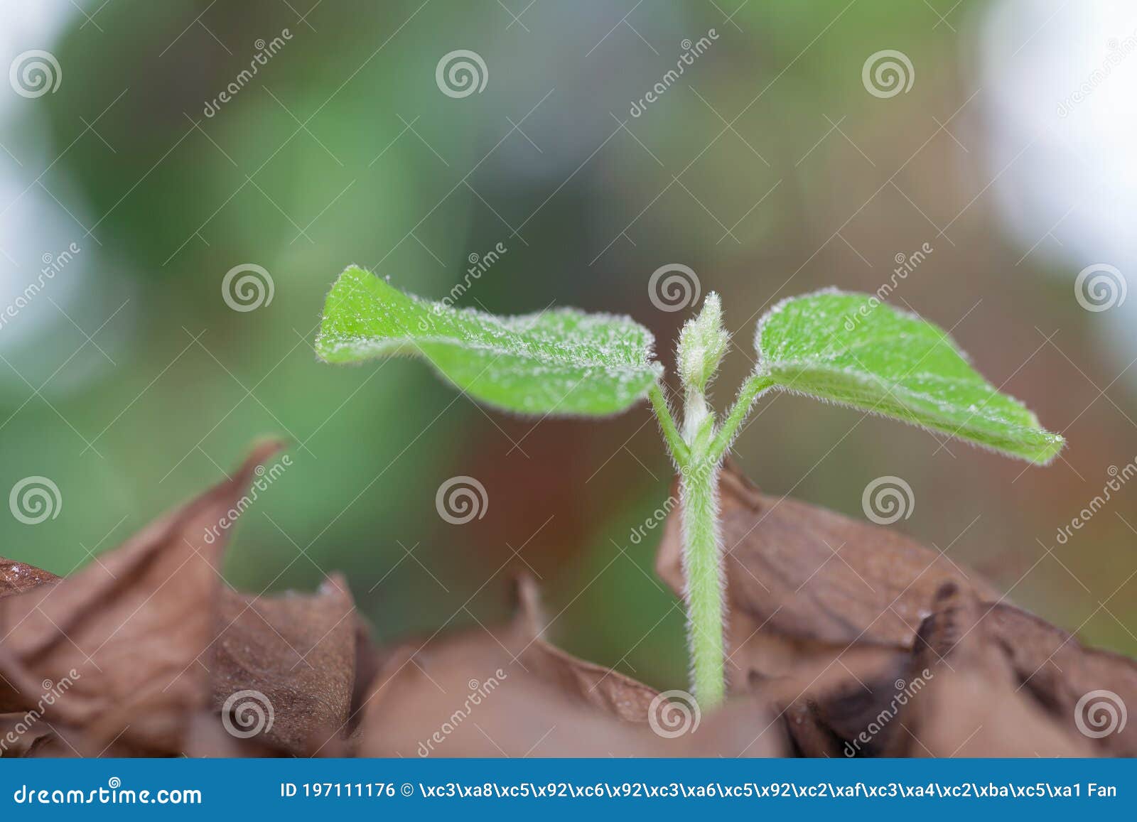 A Green Sprout Grows Out of a Pile of Withered Leaves Stock Photo ...