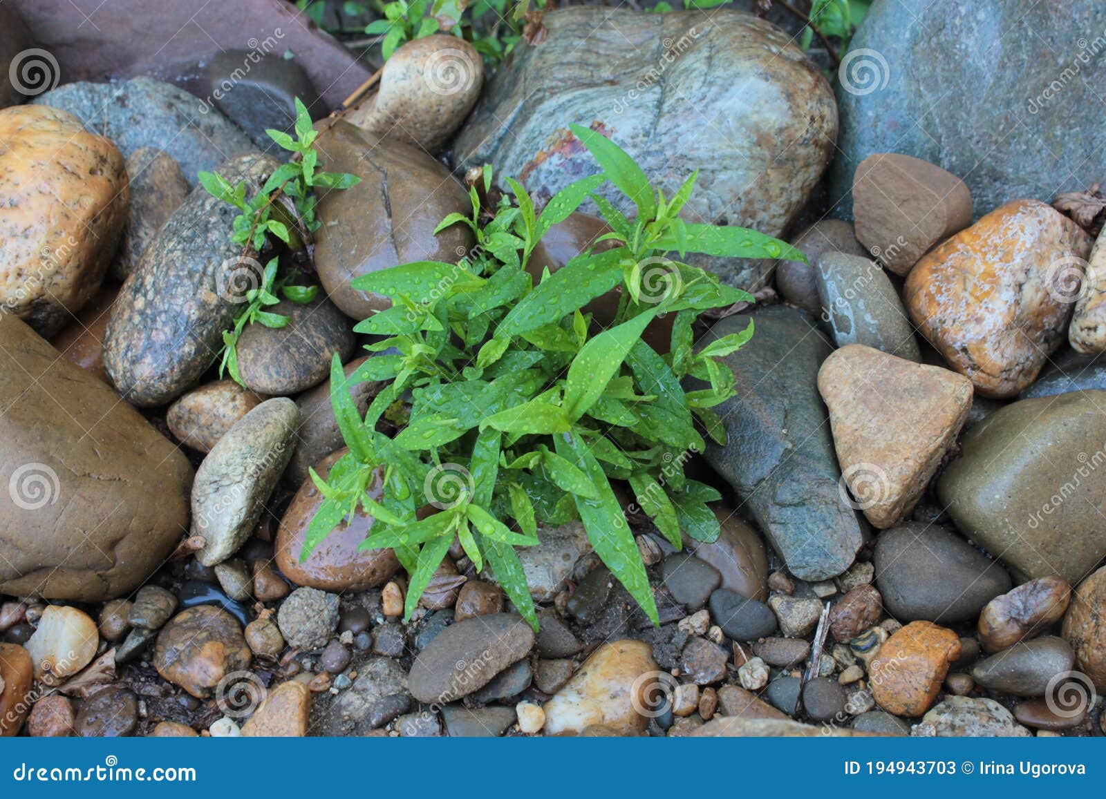 A Green Sprout Grows among the Stones. Stock Image - Image of green ...