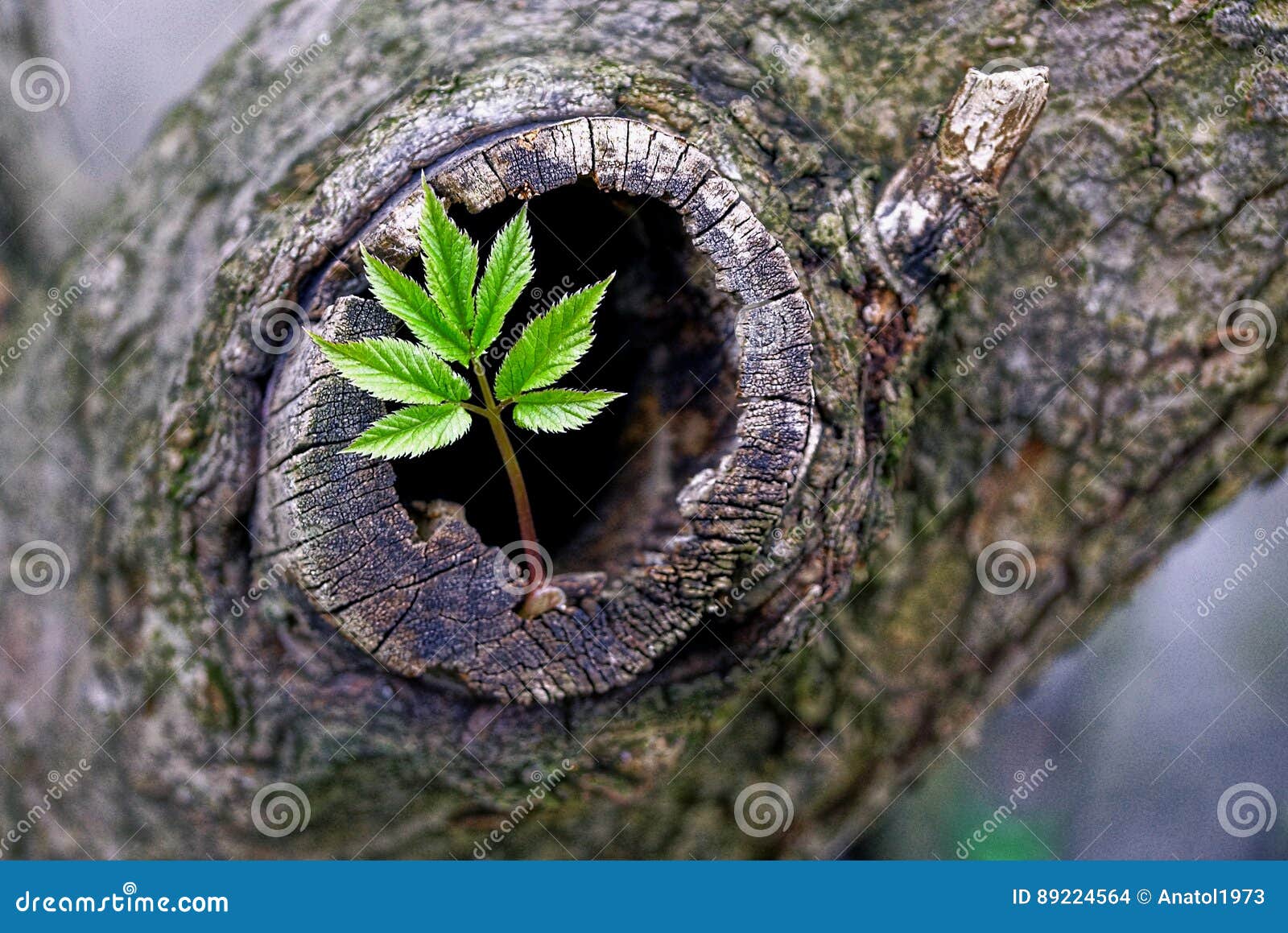 Green Sprout and Hollow in an Old Tree Stock Photo - Image of spring ...