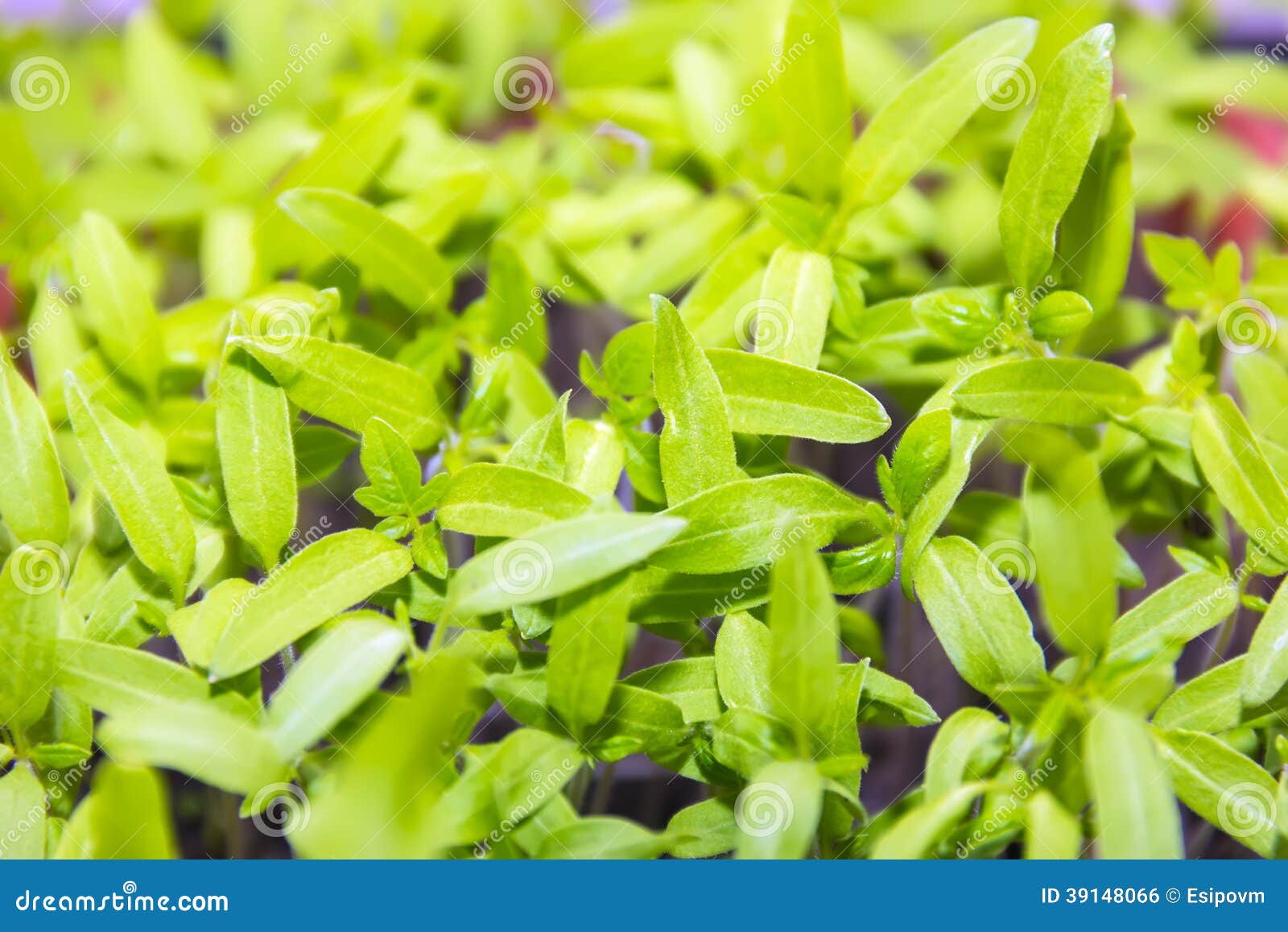 Green sprout stock photo. Image of gardening, green, growth - 39148066