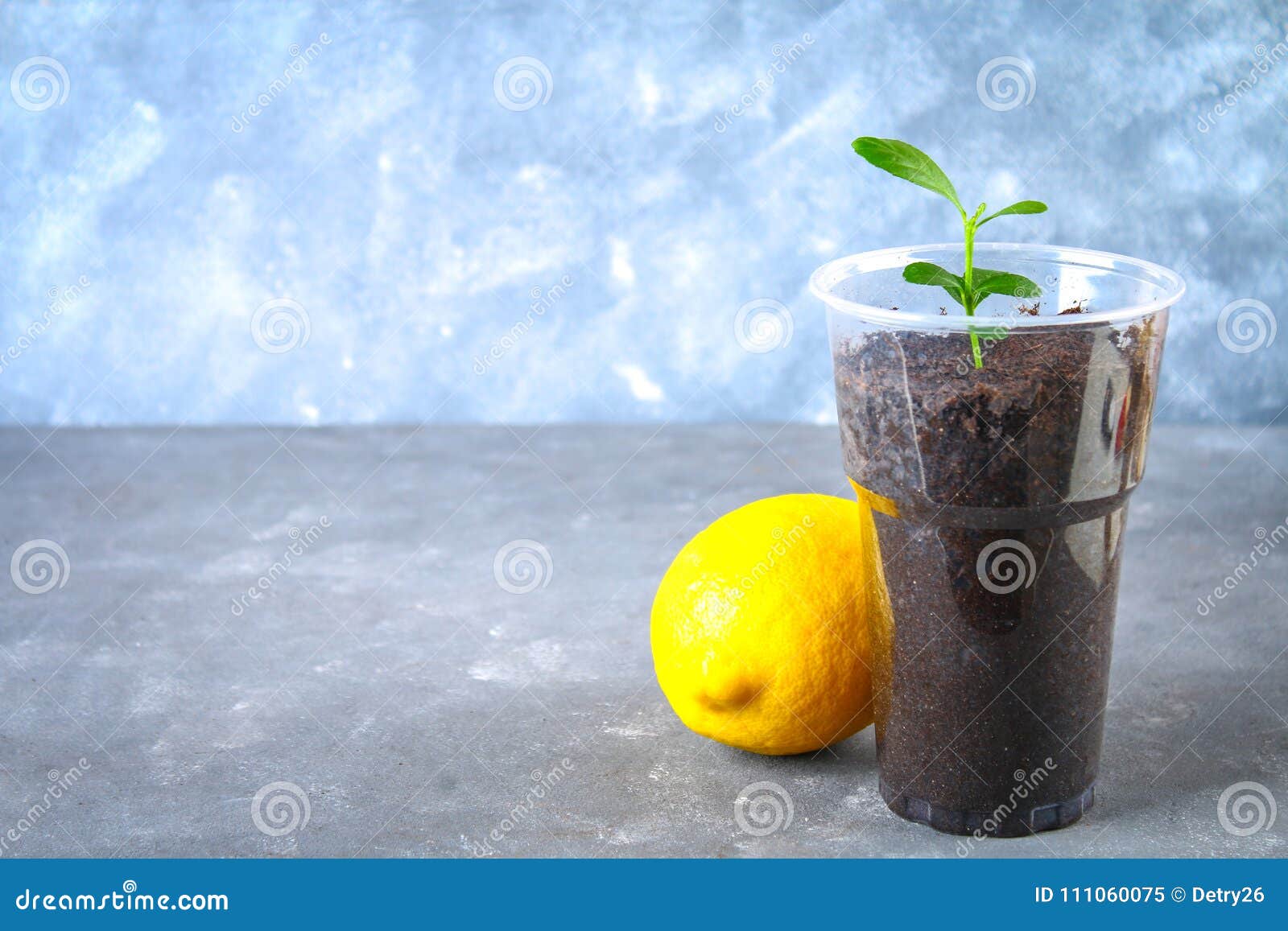 A Green Sprout of Lemon in a Pot. Seedling from the Bones. Ripe Lemon ...