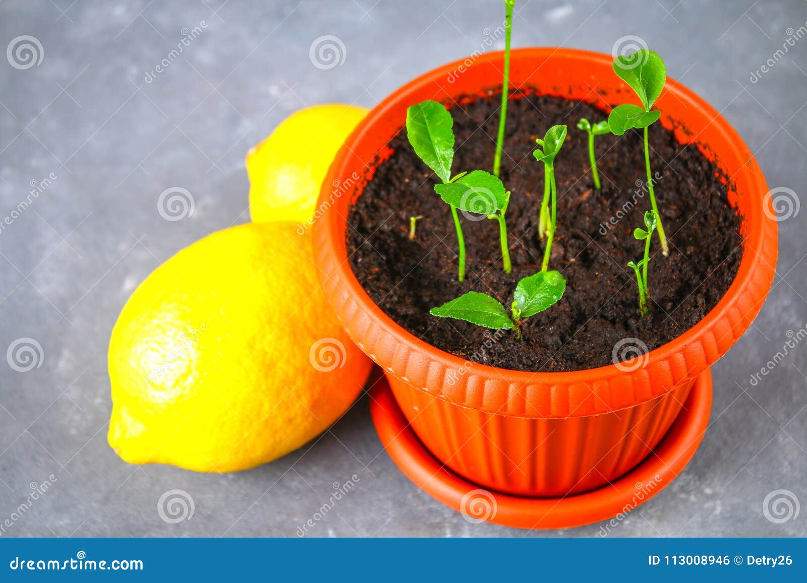 A Green Sprout of Lemon in a Pot. Seedling from the Bones. Ripe Lemon ...