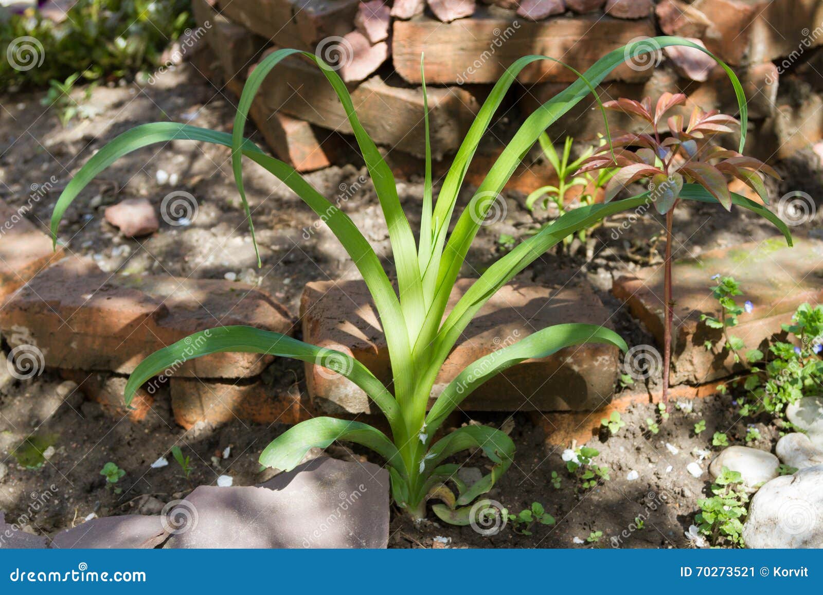 Green sprout lily stock image. Image of colors, stone - 70273521
