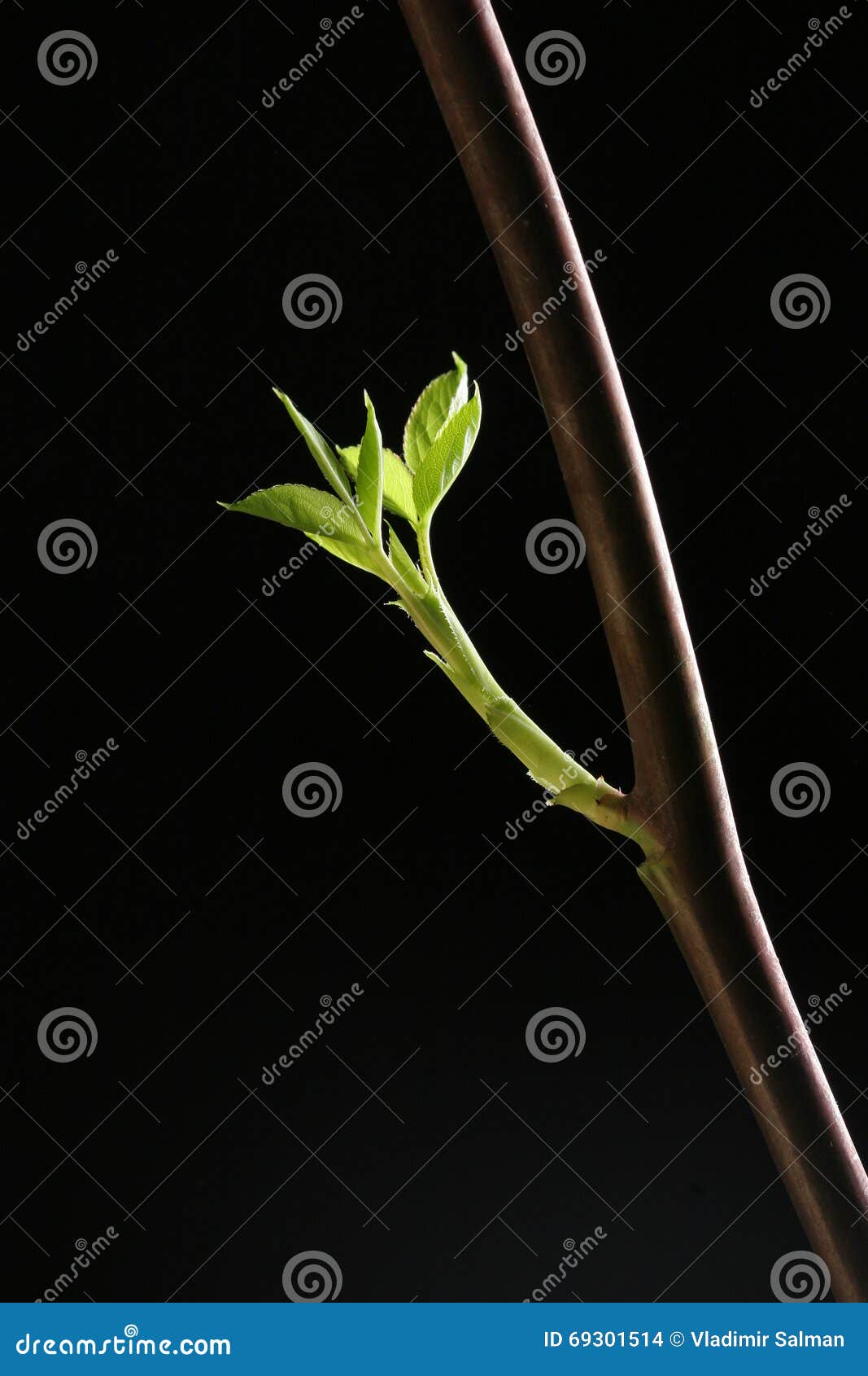 Sprout Of A Rose. The Birth Of A Flower. Rose Is Growing. Little ...