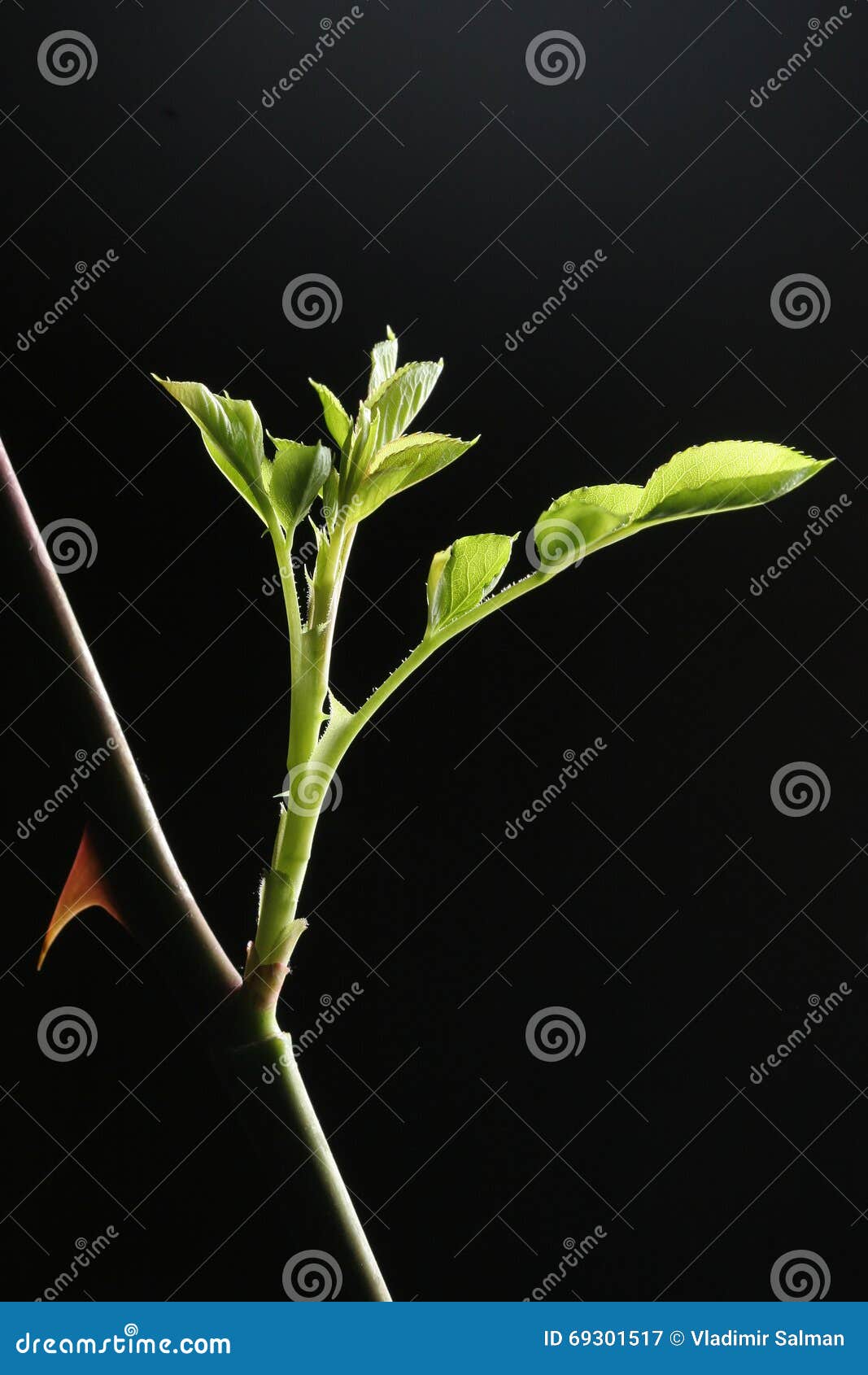 Sprout Of A Rose. The Birth Of A Flower. Rose Is Growing. Little ...