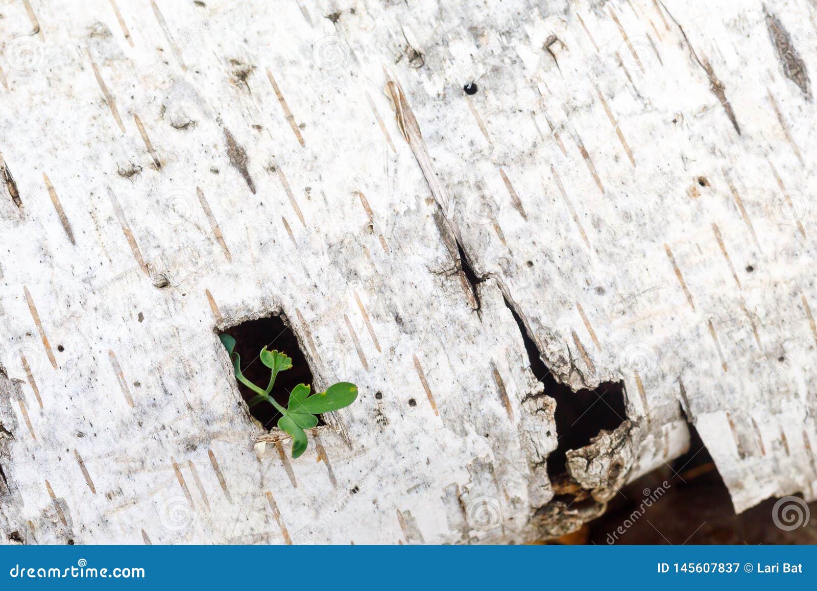 A Green Sprout Makes Its Way through a Square Slit in the Bark of White ...