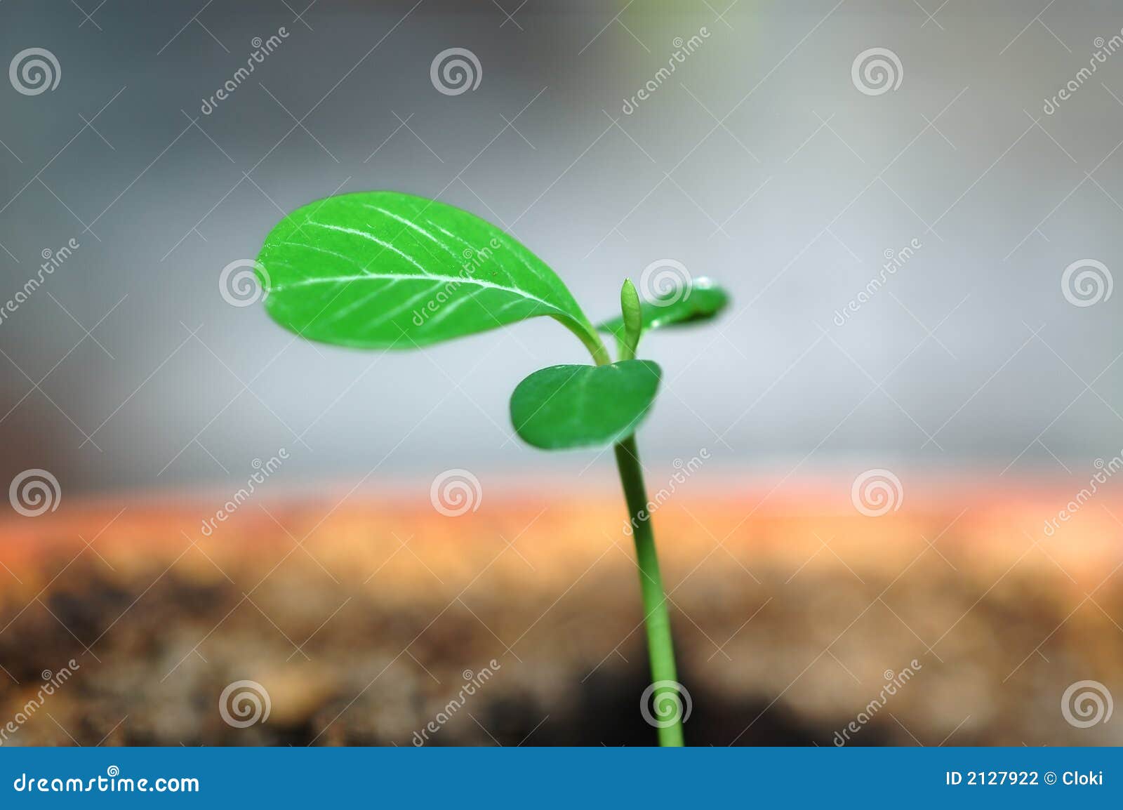 Green Sprout Growing From Soil Stock Photography | CartoonDealer.com ...