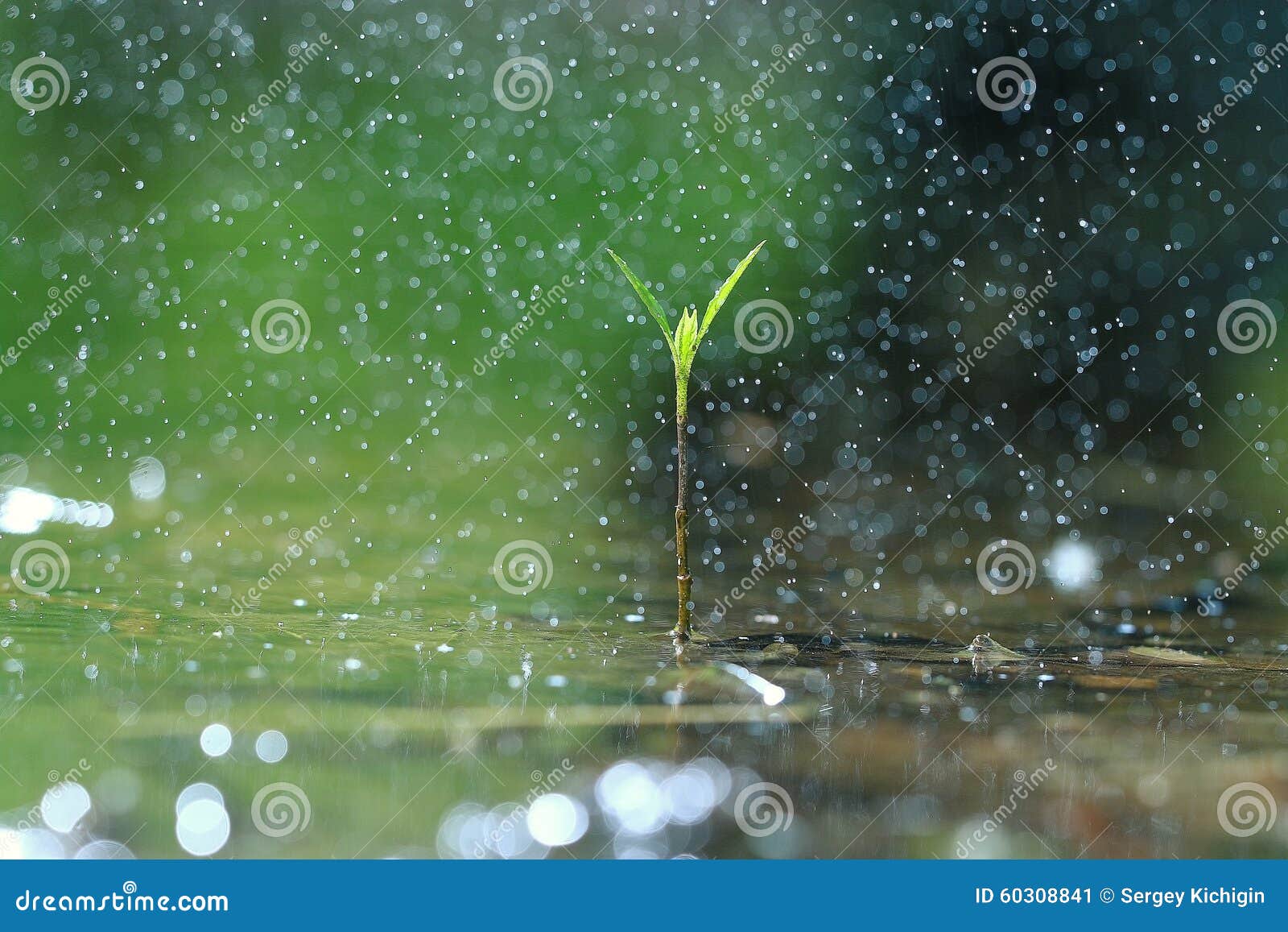 Green sprout in rain stock image. Image of botany, meadow - 60308841