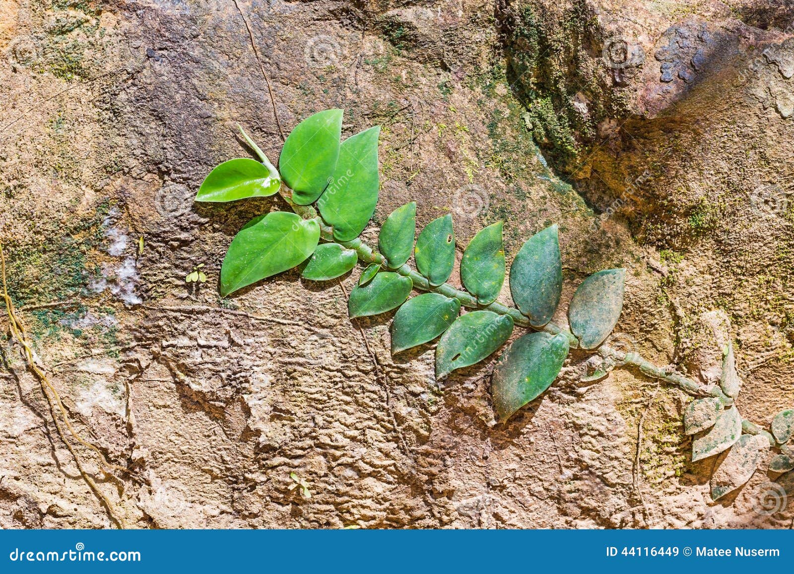 Green sprout on rock stock image. Image of grow, leaf - 44116449