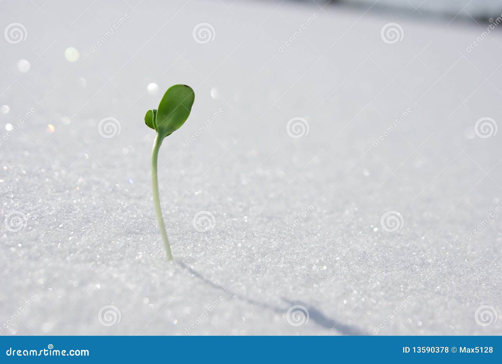 Green sprout on snow stock photo. Image of health, decoration - 13590378