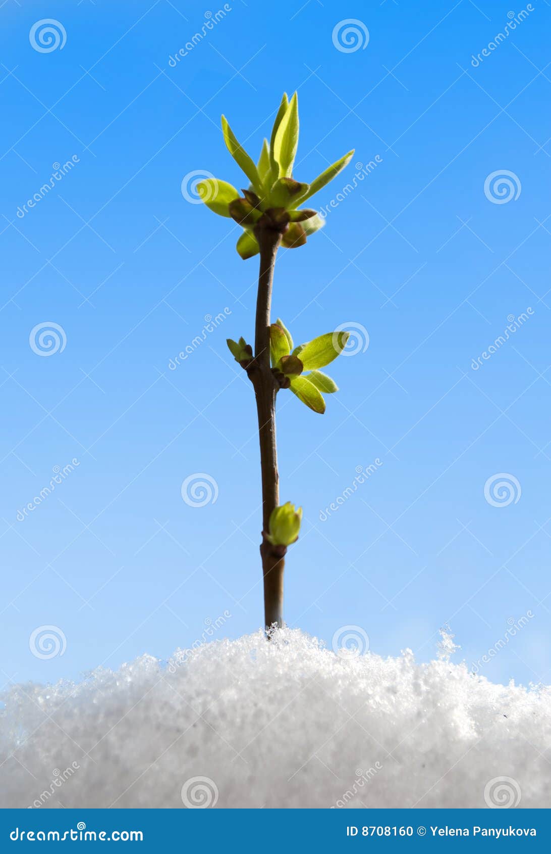 Green sprout in snow stock photo. Image of macro, blue - 8708160