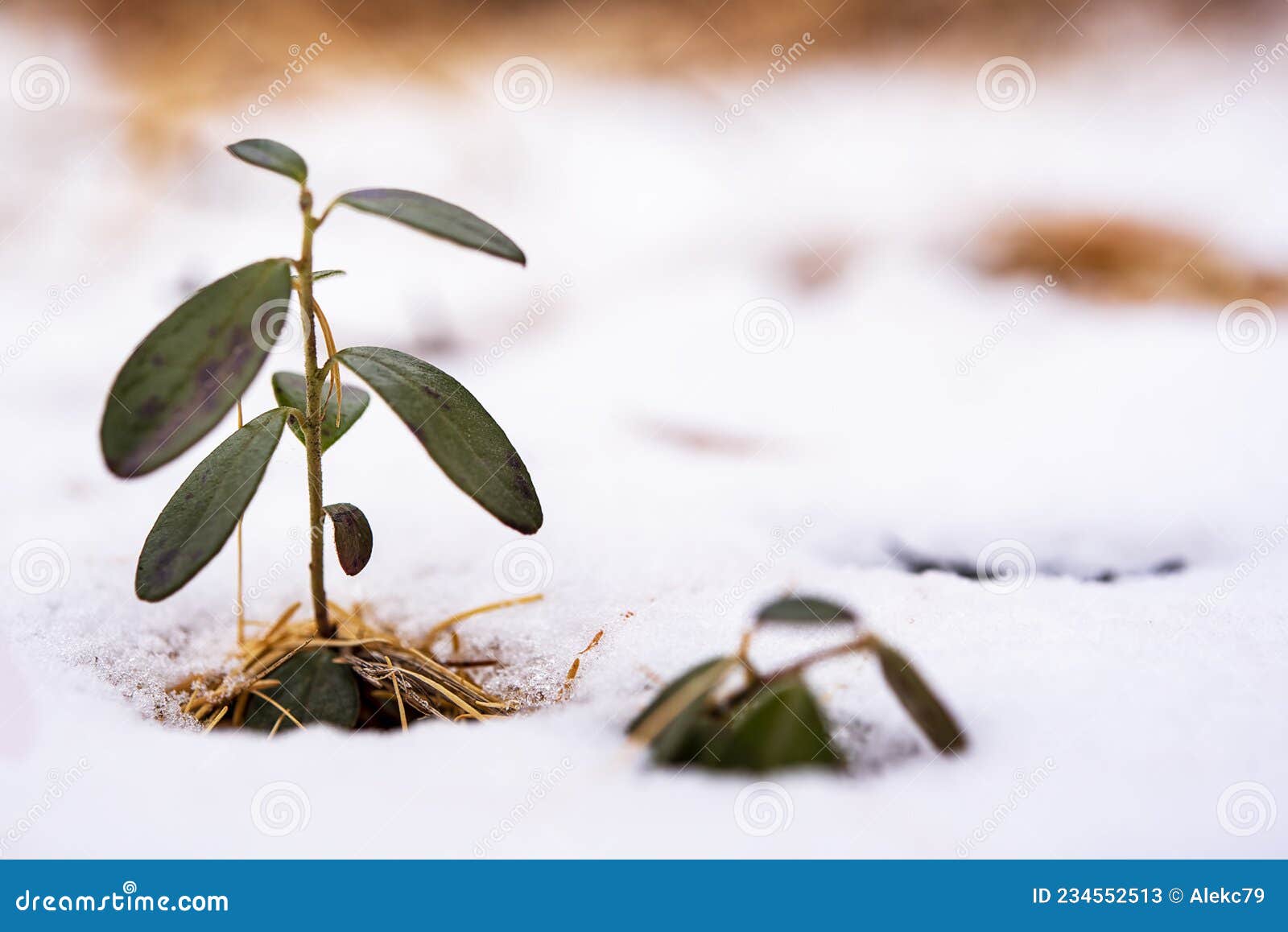 Green sprout in the snow stock image. Image of plant - 234552513