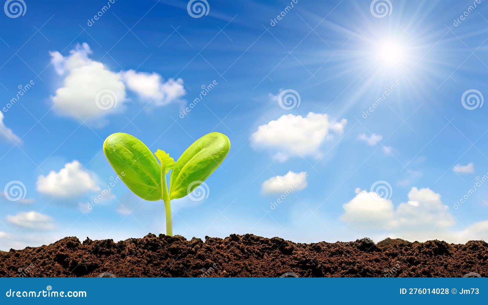 Green Sprout , Soil and Blue Sky with Sun and Clouds Stock Photo ...