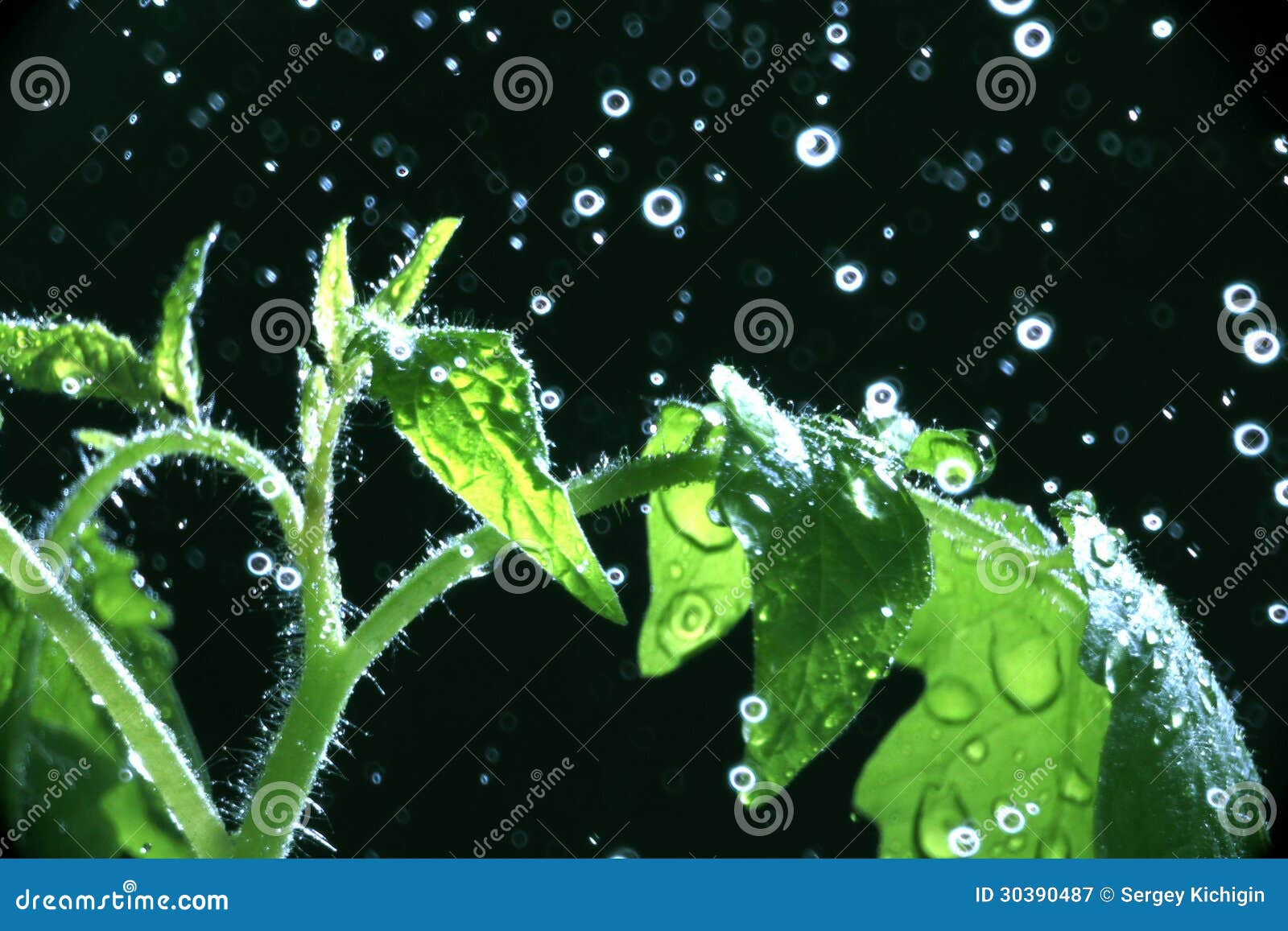 Green Sprout with a Spray of Water Around Stock Image - Image of earth ...