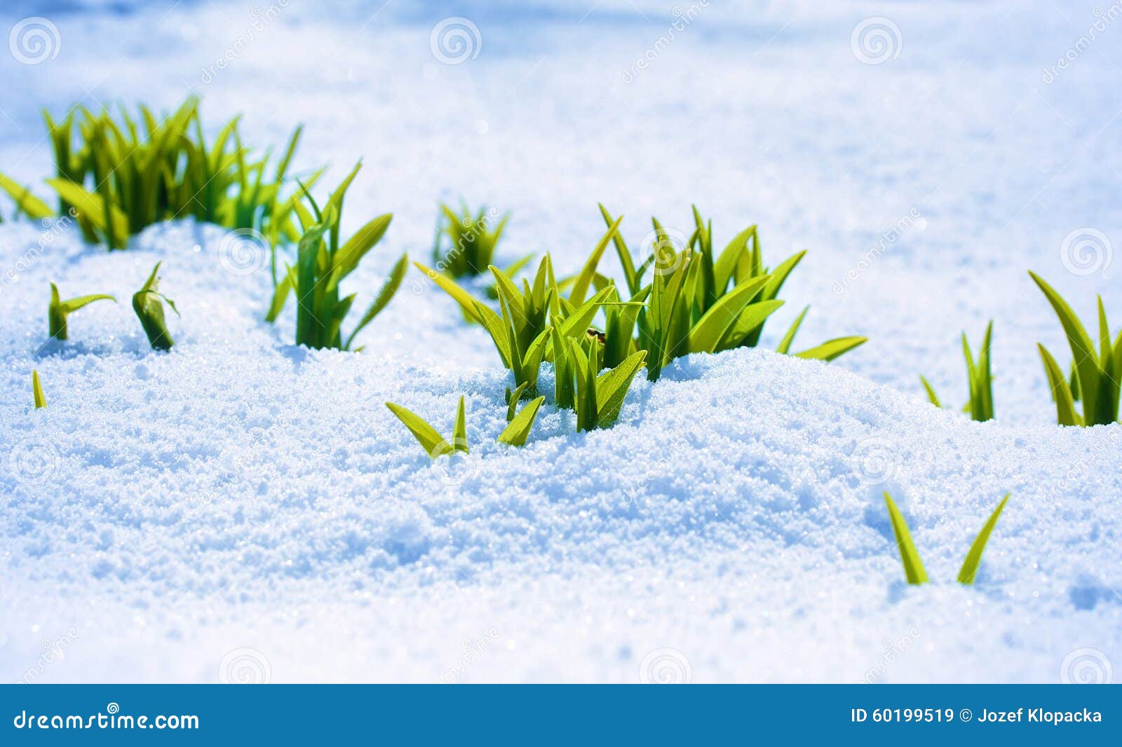 Green Sprout on the Strong Sun with Ice and Snow Stock Image - Image of ...