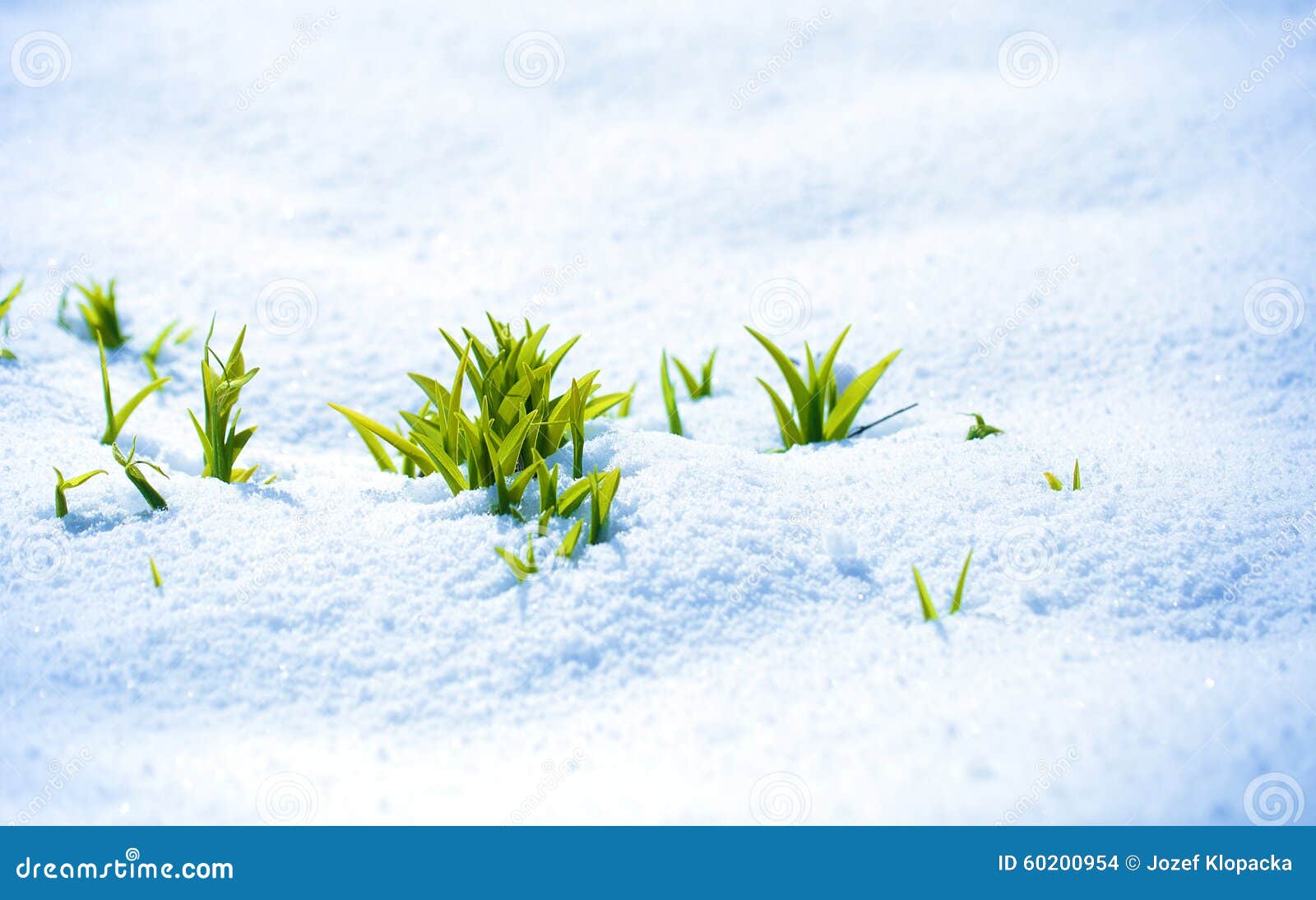 Green Sprout on the Strong Sun with Ice and Snow Stock Photo - Image of ...