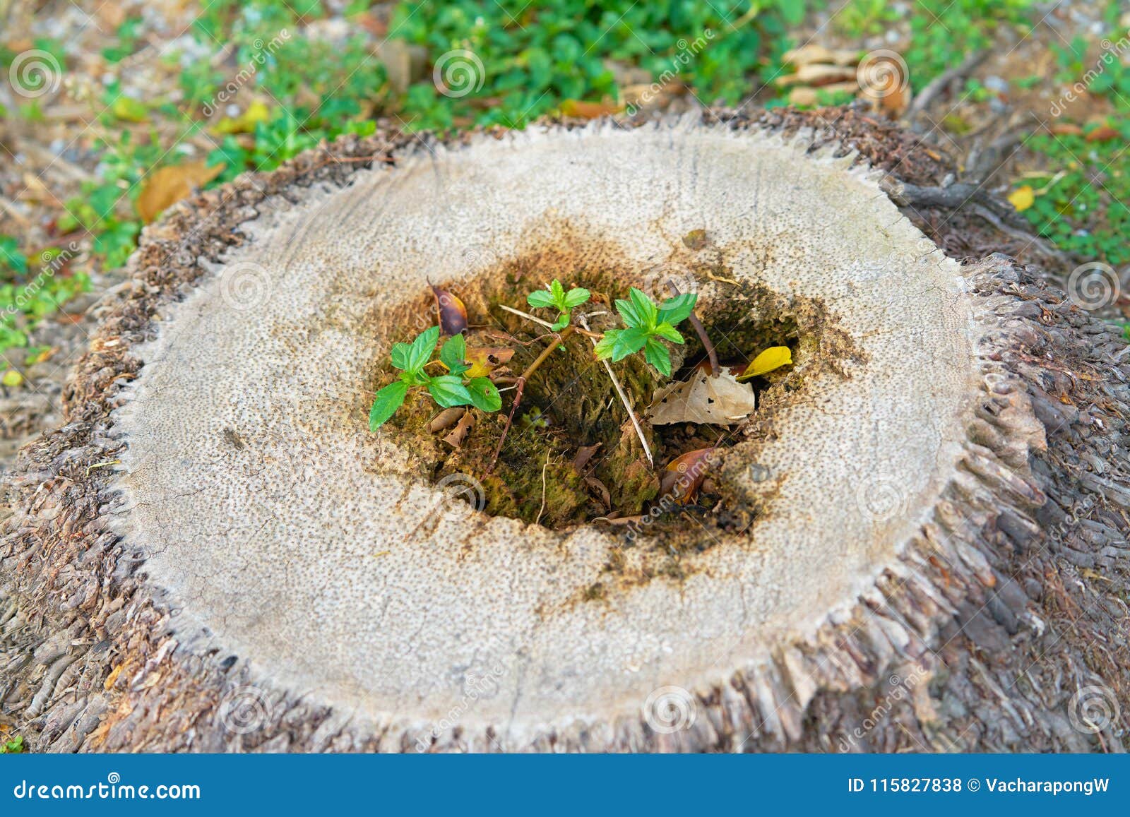 Green Sprout or Tree Grow Up on Stump Stock Photo - Image of renewal ...