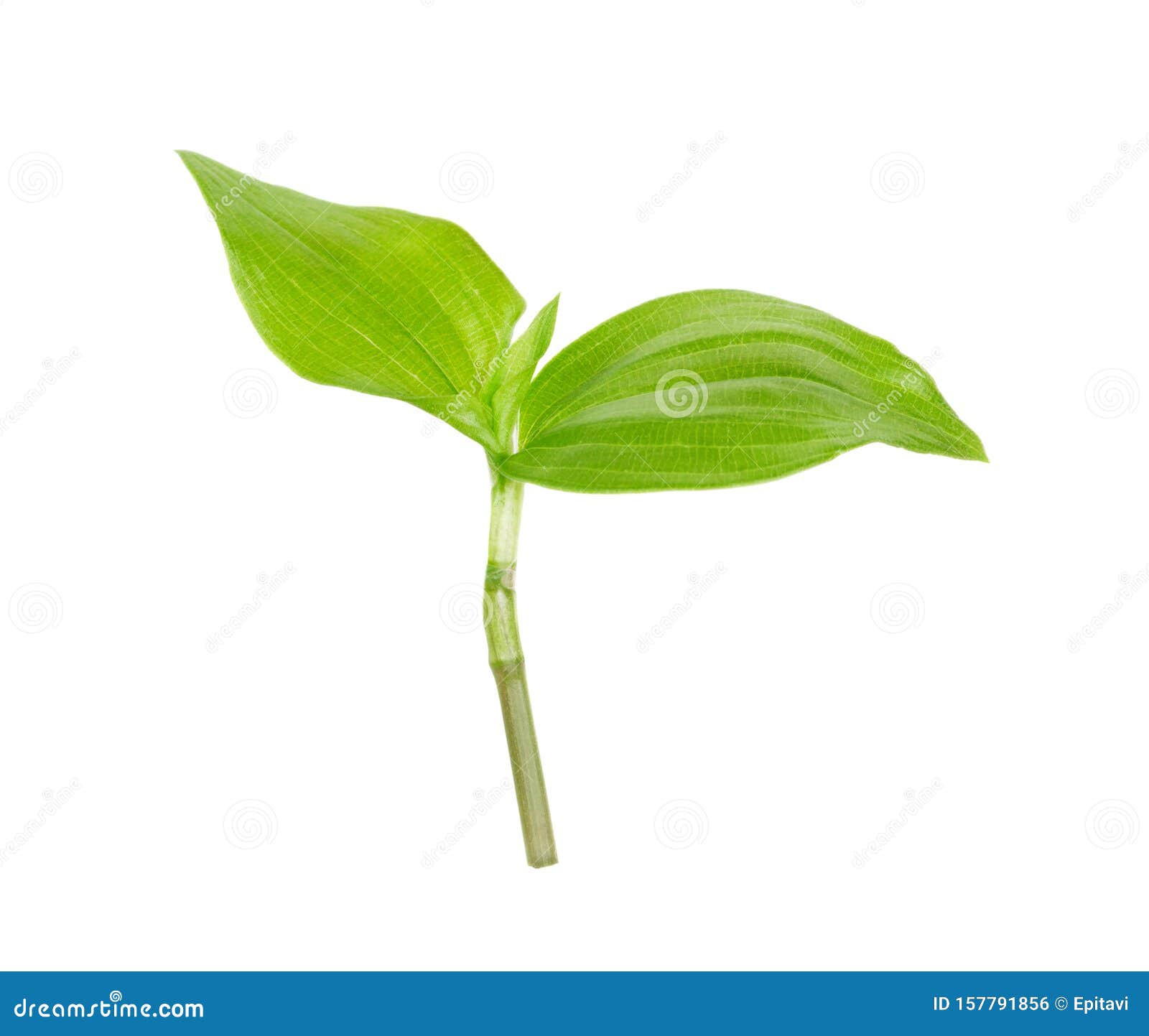 Green Sprout on a White Background Stock Photo - Image of organic ...