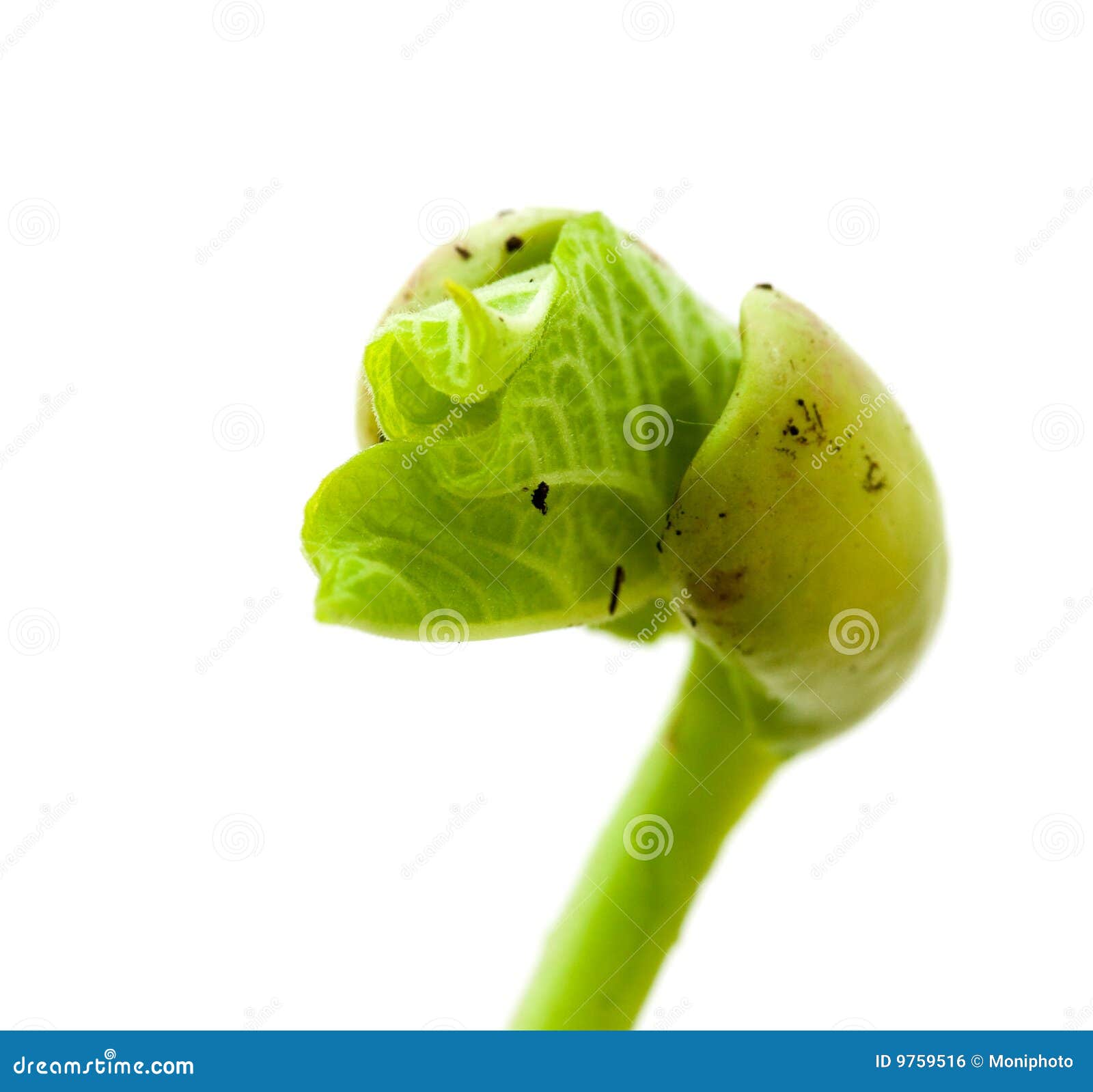 Green Sprout on a White Background,young Bean Seed Stock Photo - Image ...