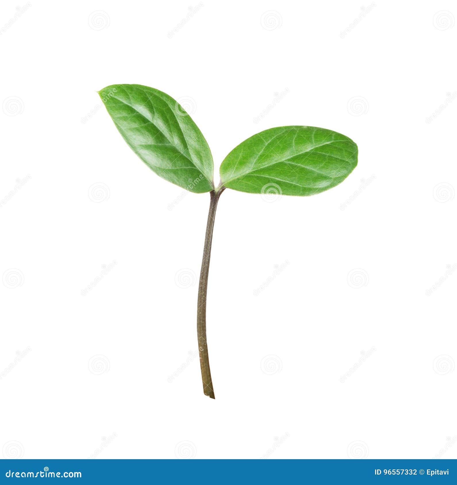 Green Sprout on a White Background Stock Photo - Image of young, grow ...