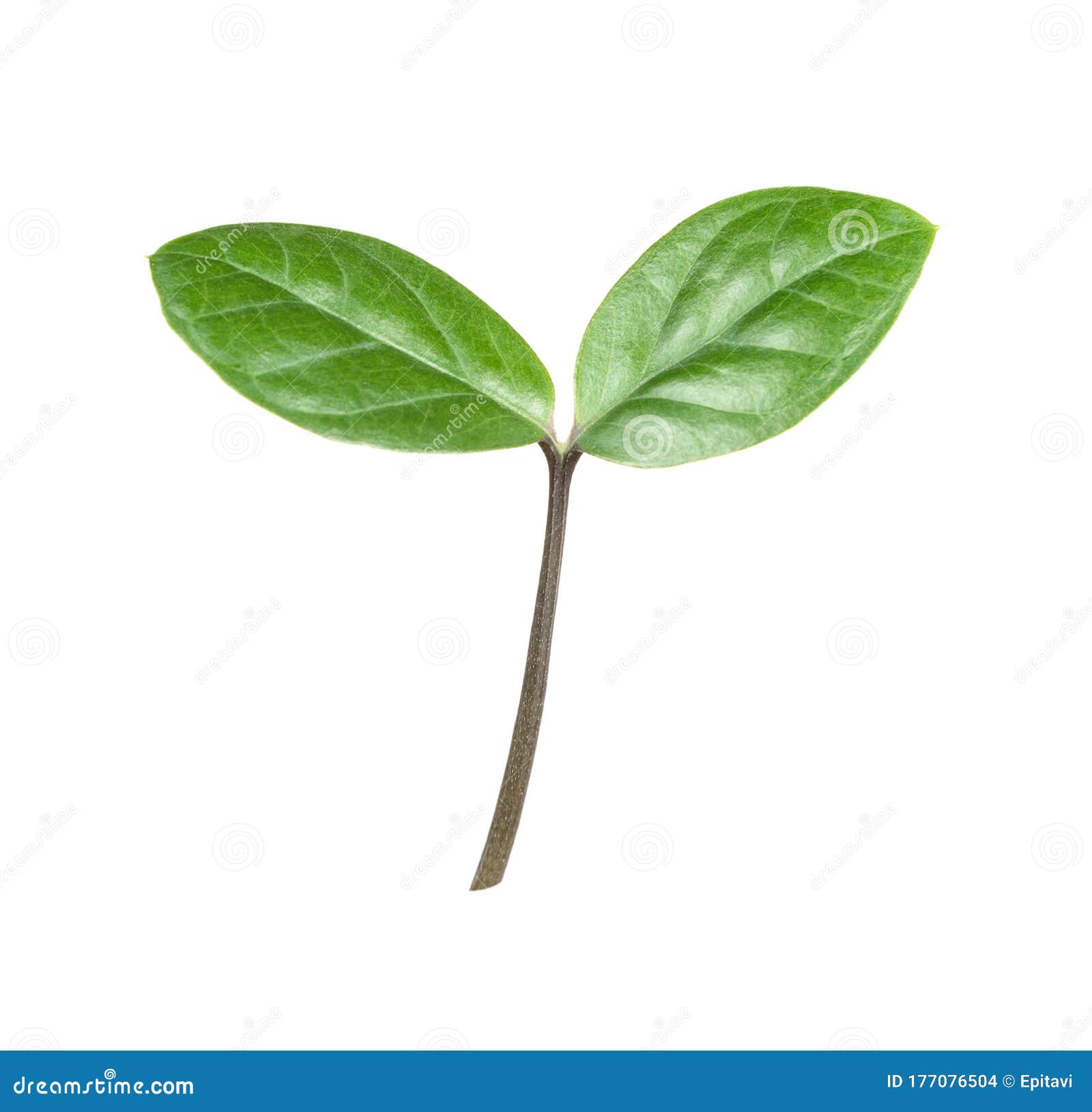 Green Sprout on a White Background Stock Photo - Image of seedling ...