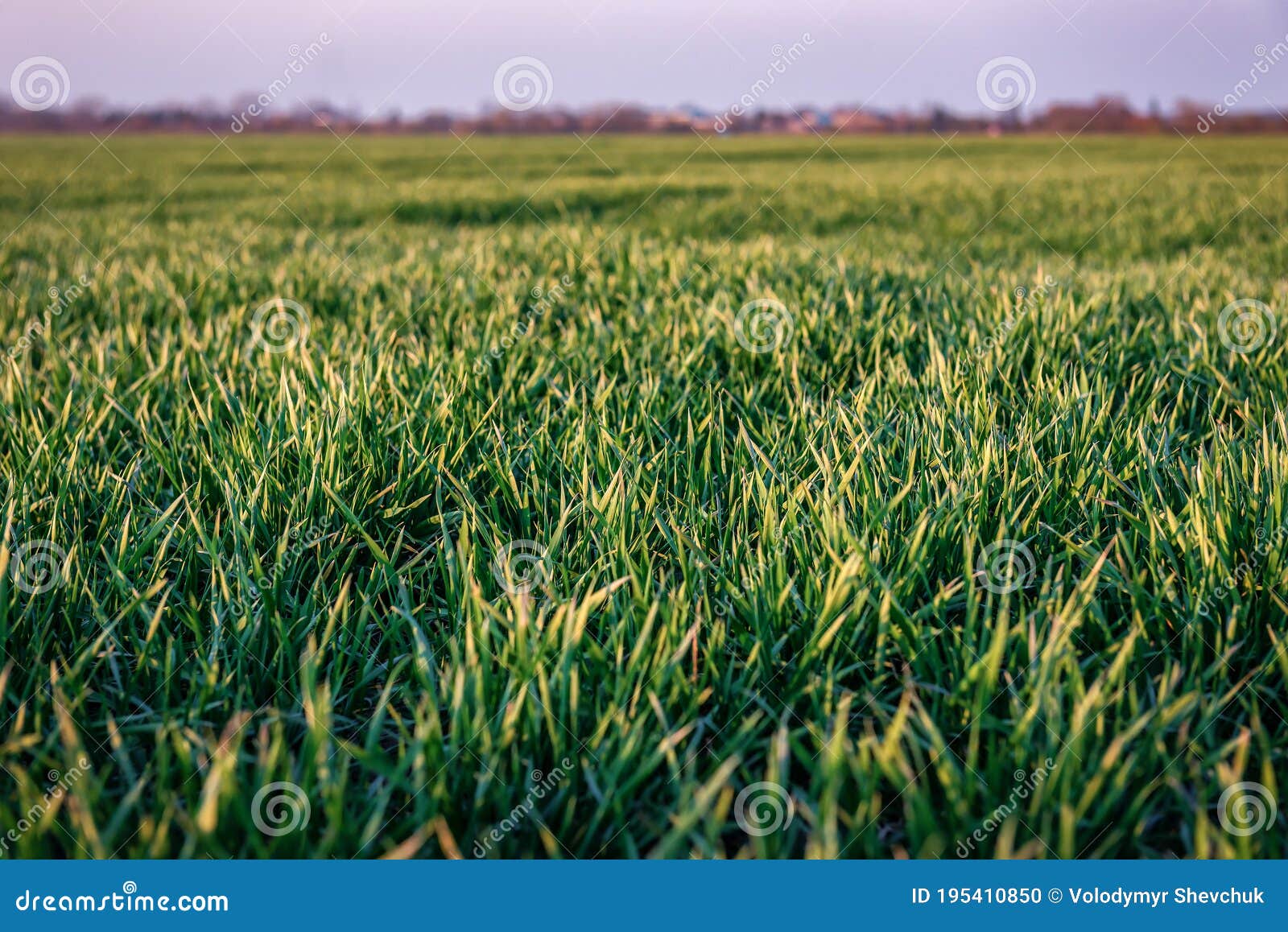 Green sprouted wheat field stock photo. Image of farmland - 195410850