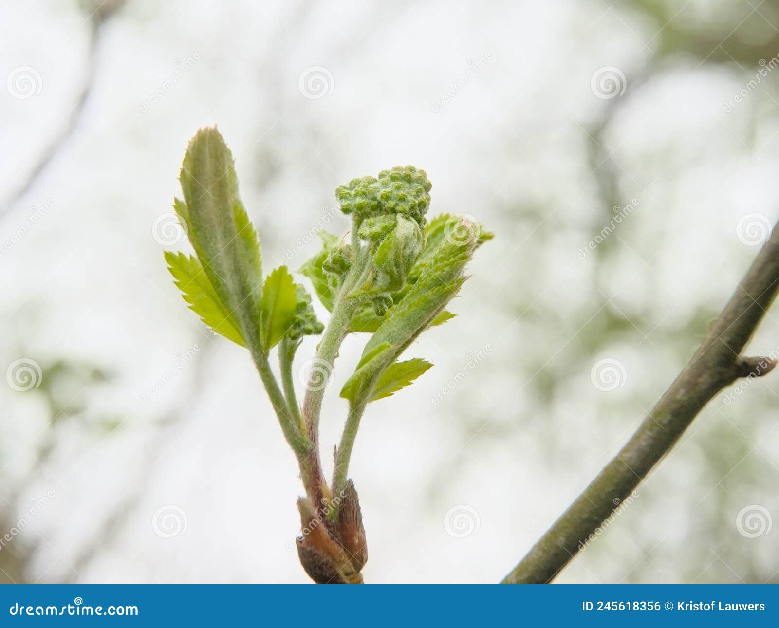 Sprouting Whitebeam Leafs in Spring Stock Photo - Image of bokeh, environment: 245618356
