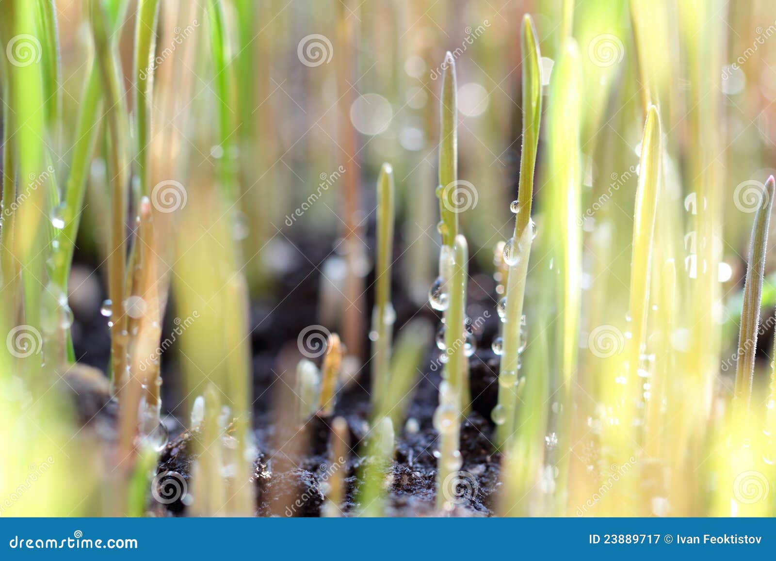 Green Sprouting Rye stock image. Image of corn, closeup - 23889717