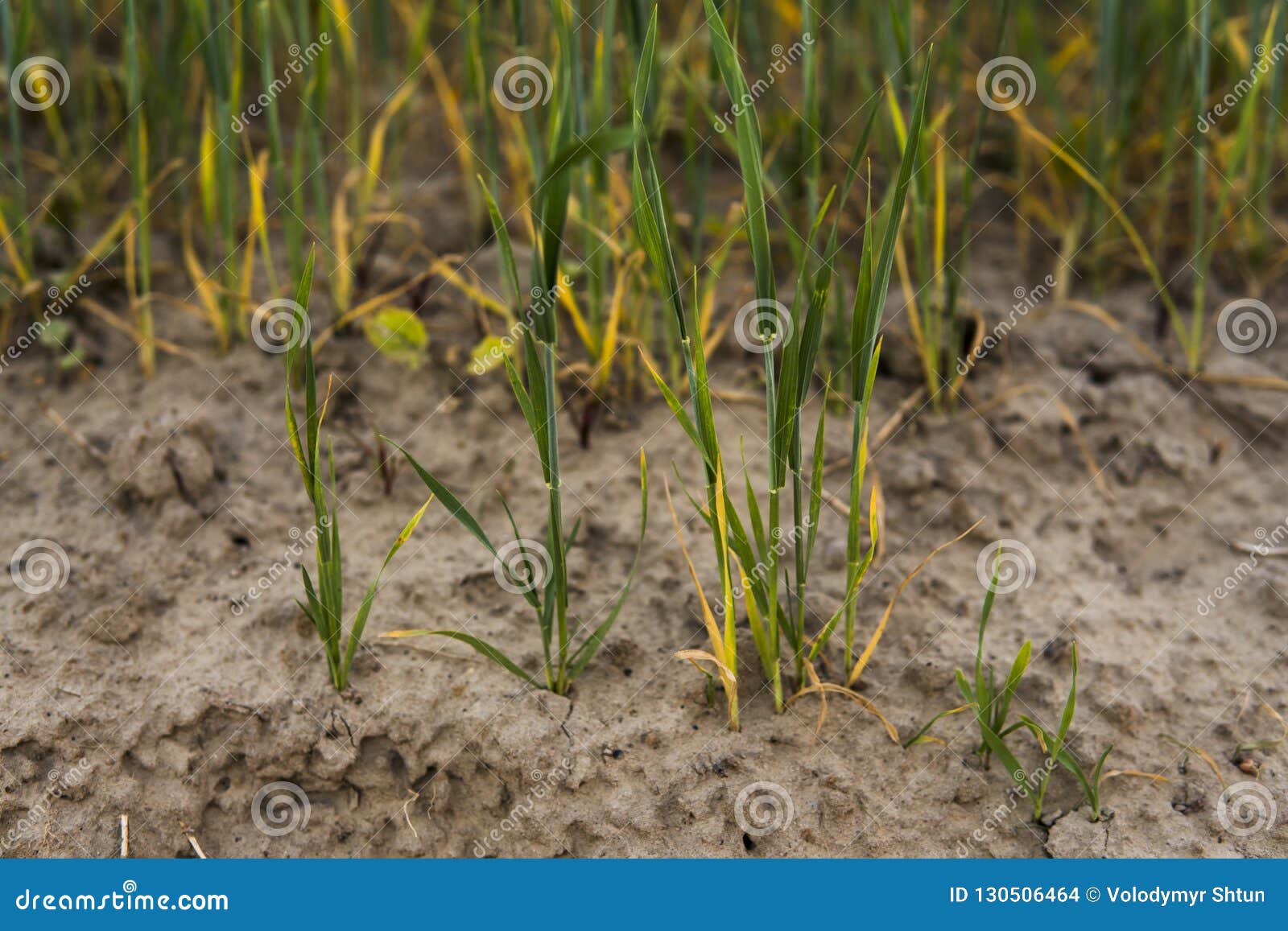 Green Sprouting Rye Growing from the Soil Agricultural Field in Spring ...