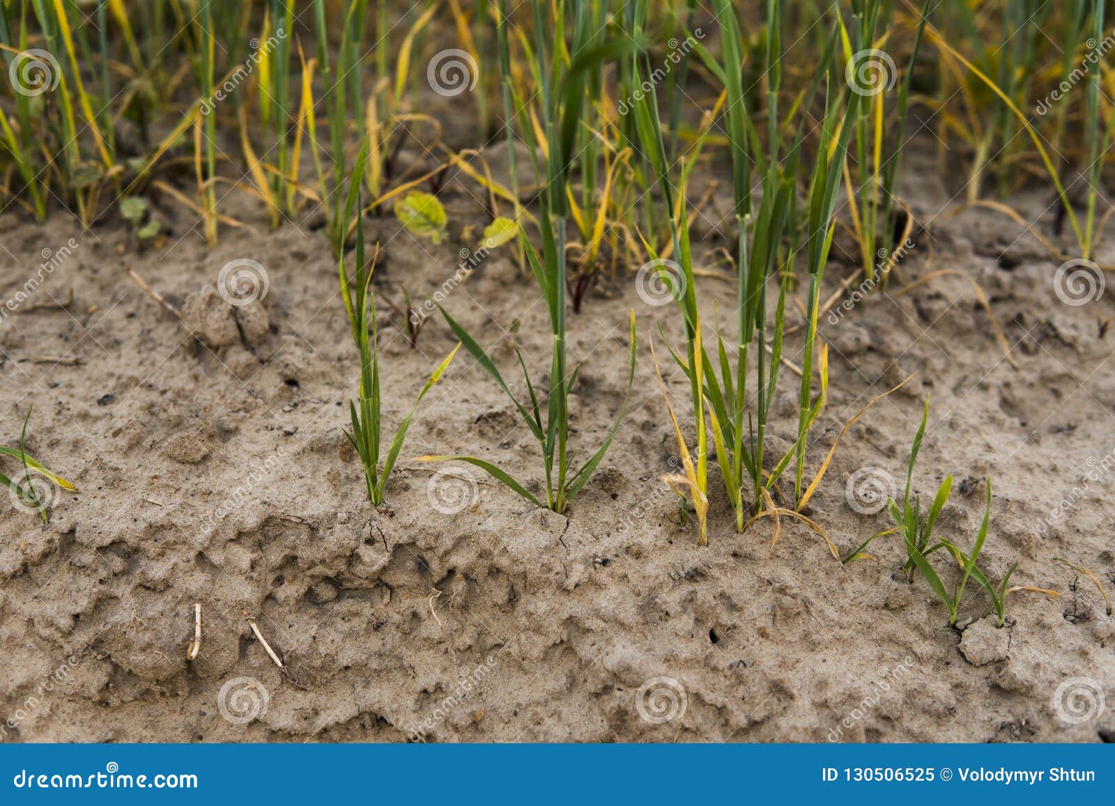 Green Sprouting Rye Growing from the Soil Agricultural Field in Spring ...